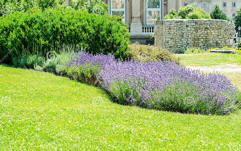 Lavender bushes stock photo. Image of blossom, garden - 31737230