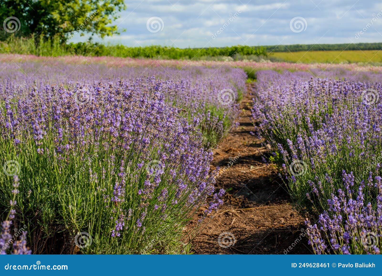 Lavender Plantation, Rows of Bushes, Line Stock Image - Image of floral ...