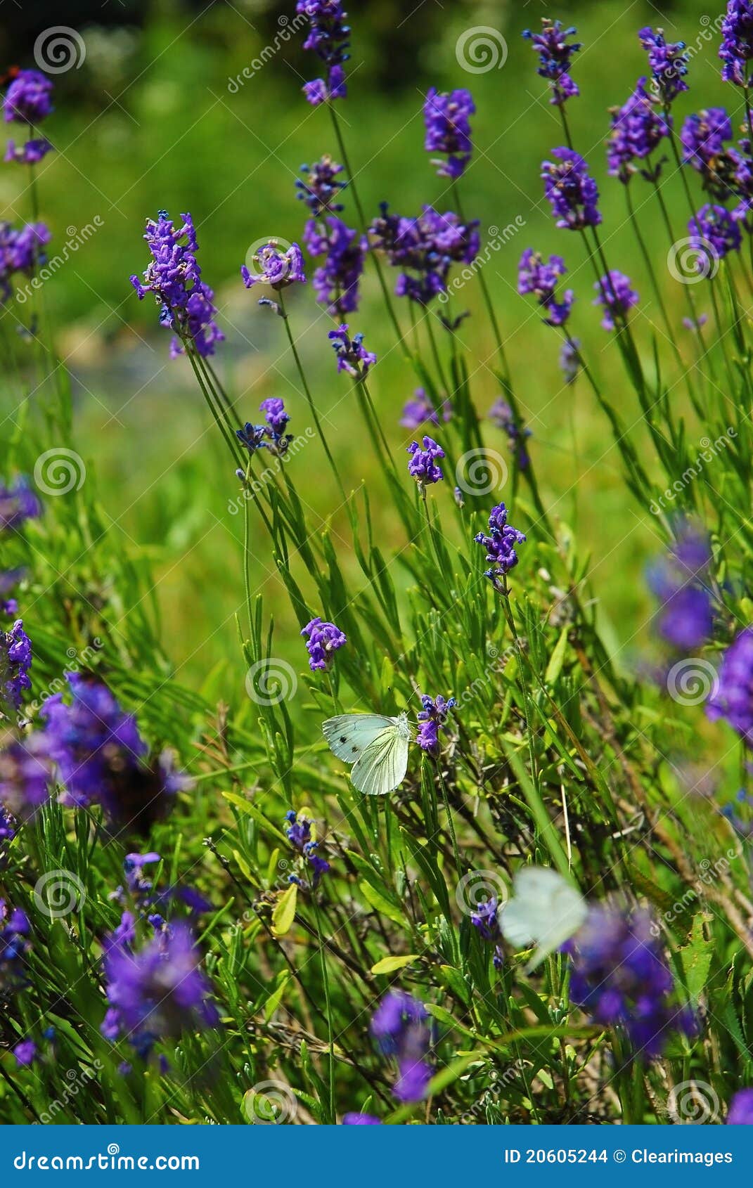 Lavender with butterflies stock photo. Image of balance - 20605244
