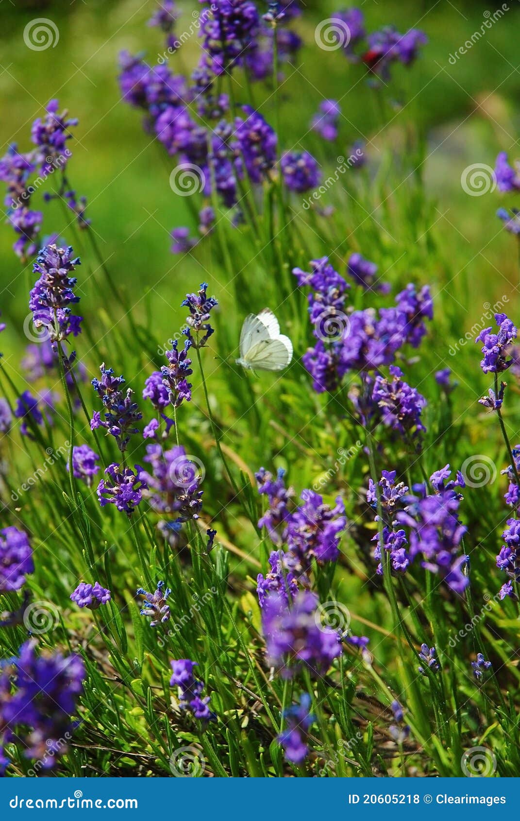 Lavender with butterfly stock photo. Image of green, color - 20605218