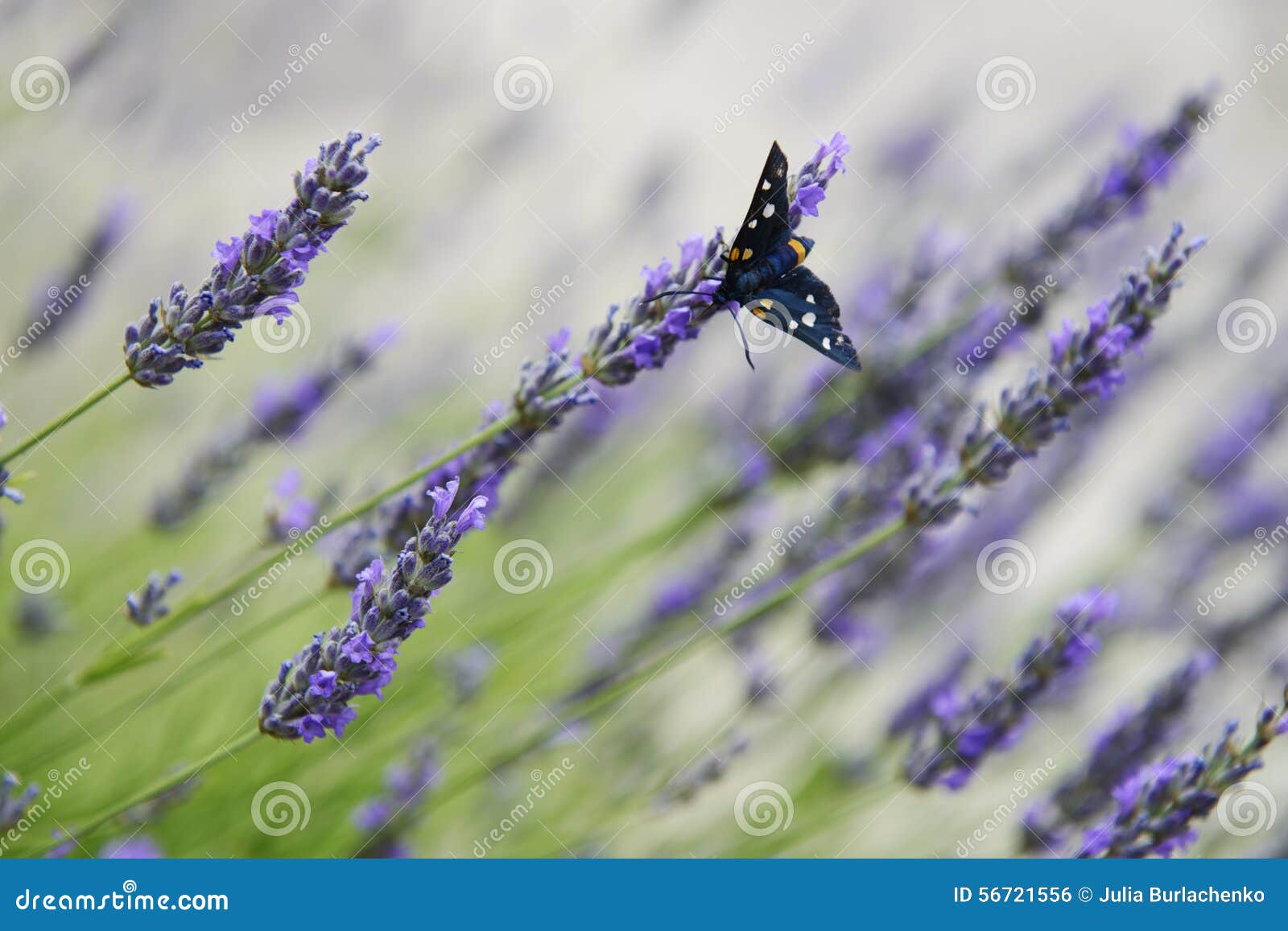 Lavender and butterfly stock photo. Image of herb, closeup - 56721556
