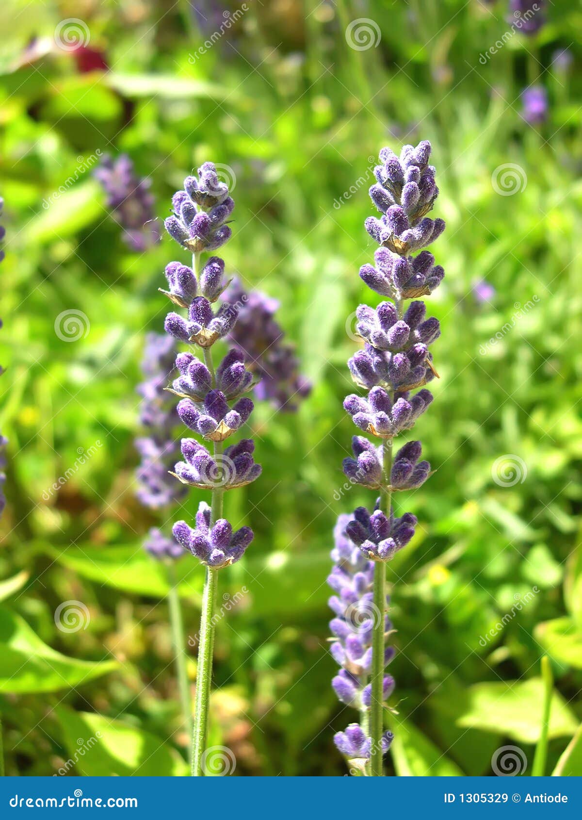 Lavender close up stock image. Image of blue, nature, floral - 1305329