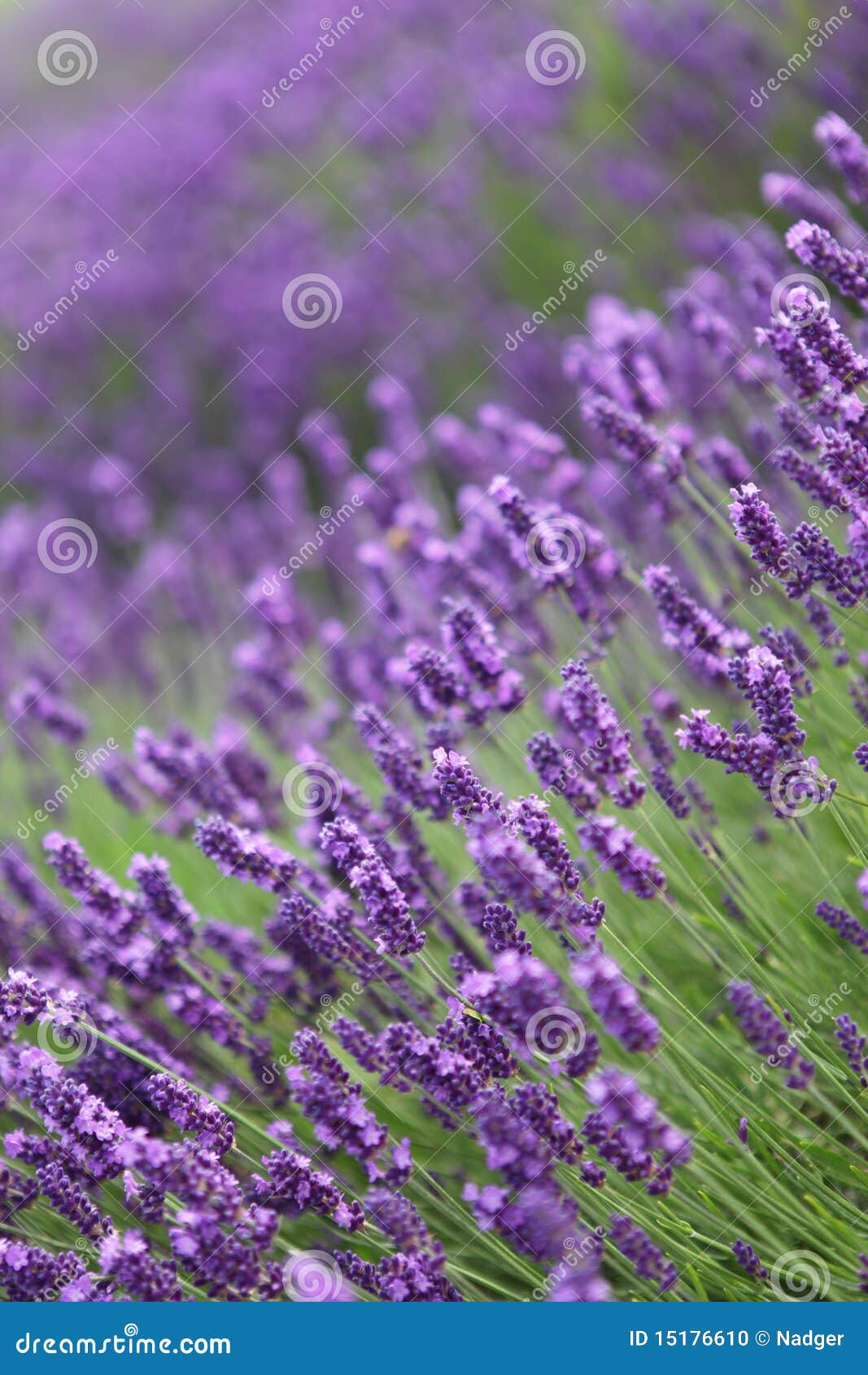 Lavender close-up in field stock photo. Image of shallow - 15176610