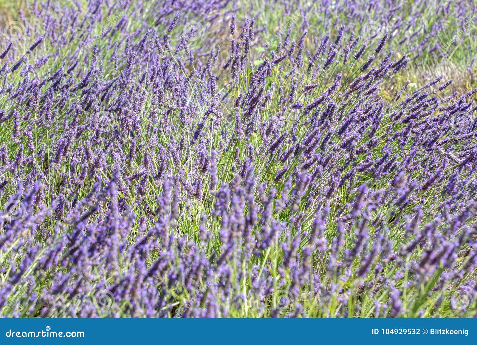 Lavender close up stock photo. Image of blue, flowers - 104929532