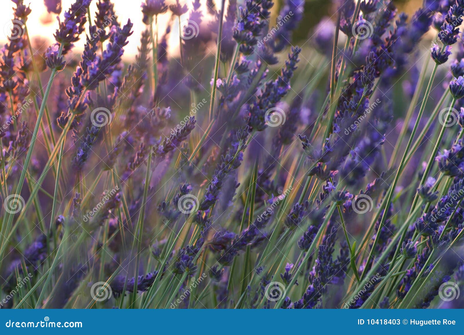 Lavender close-up sunset stock image. Image of aromatherapy - 10418403