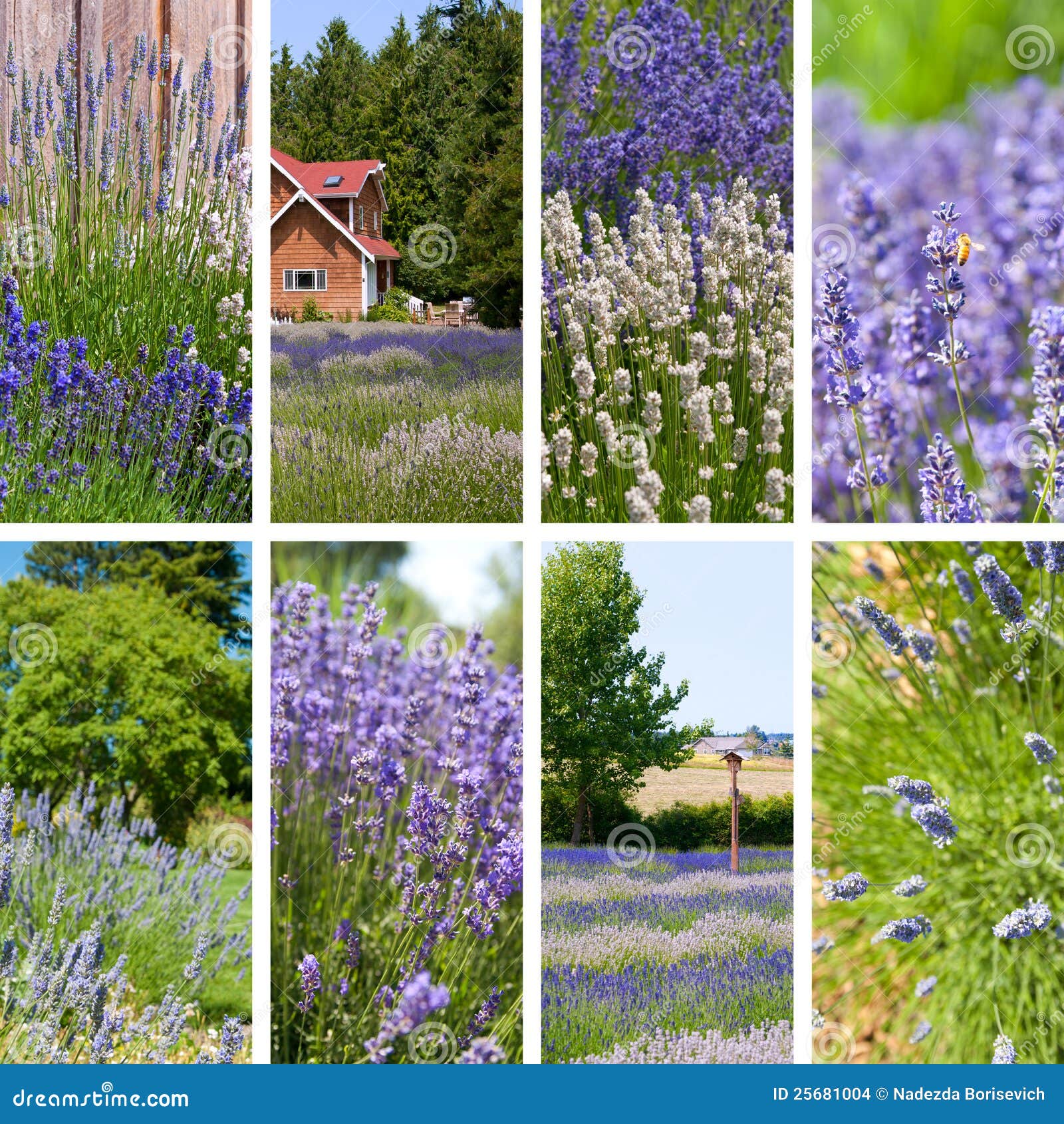 Lavender collage stock photo. Image of aroma, travel - 25681004