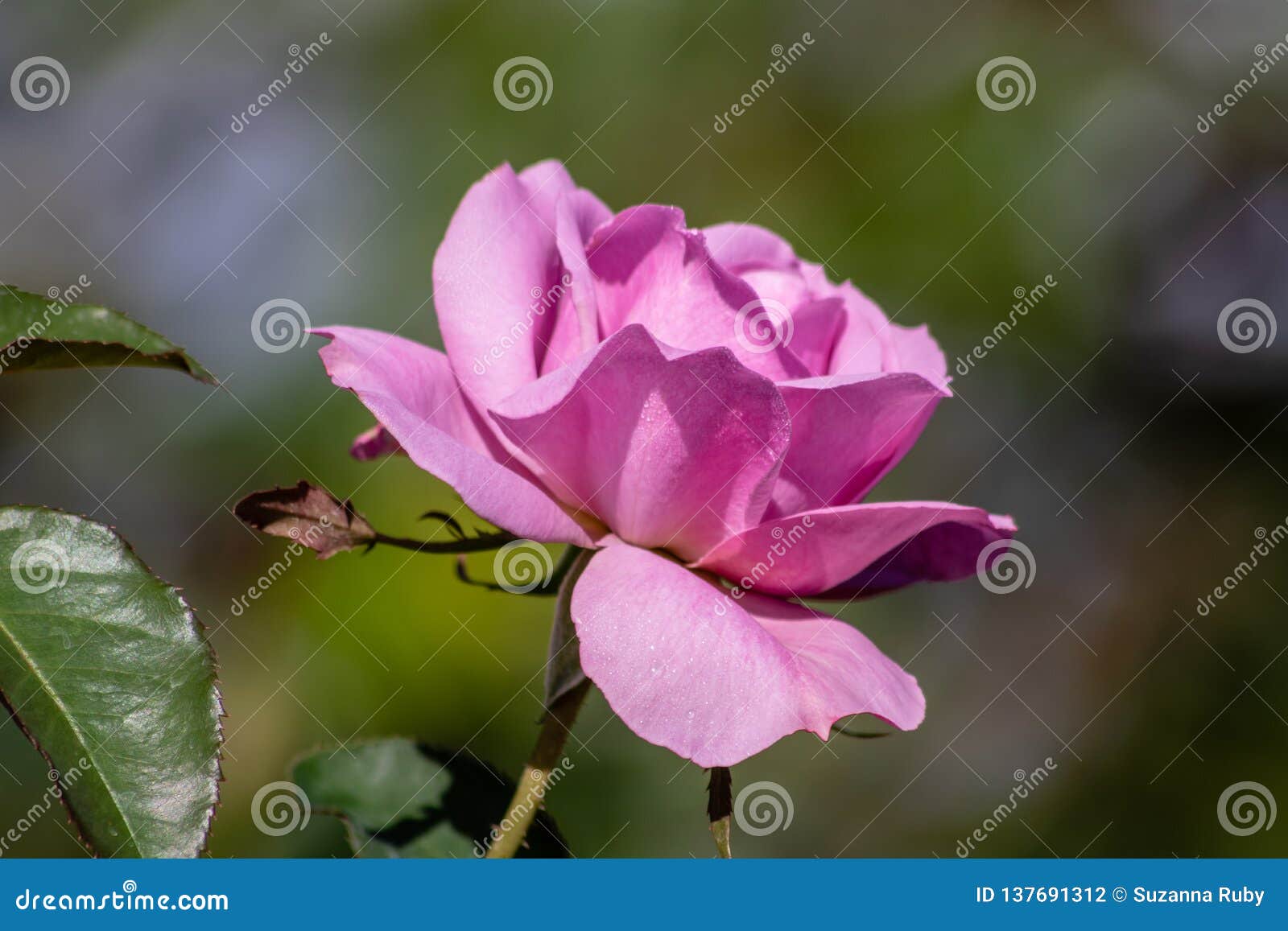 Lavender colored rose stock photo. Image of flowers - 137691312