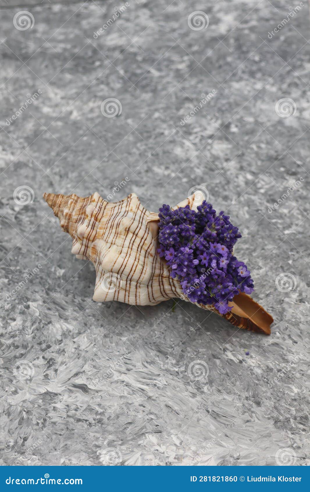 Lavender stock photo. Image of insect, background, smell - 281821860