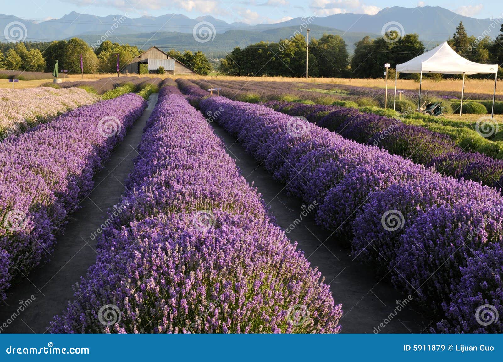 Lavender farm stock image. Image of gazebo, farm, tree - 5911879
