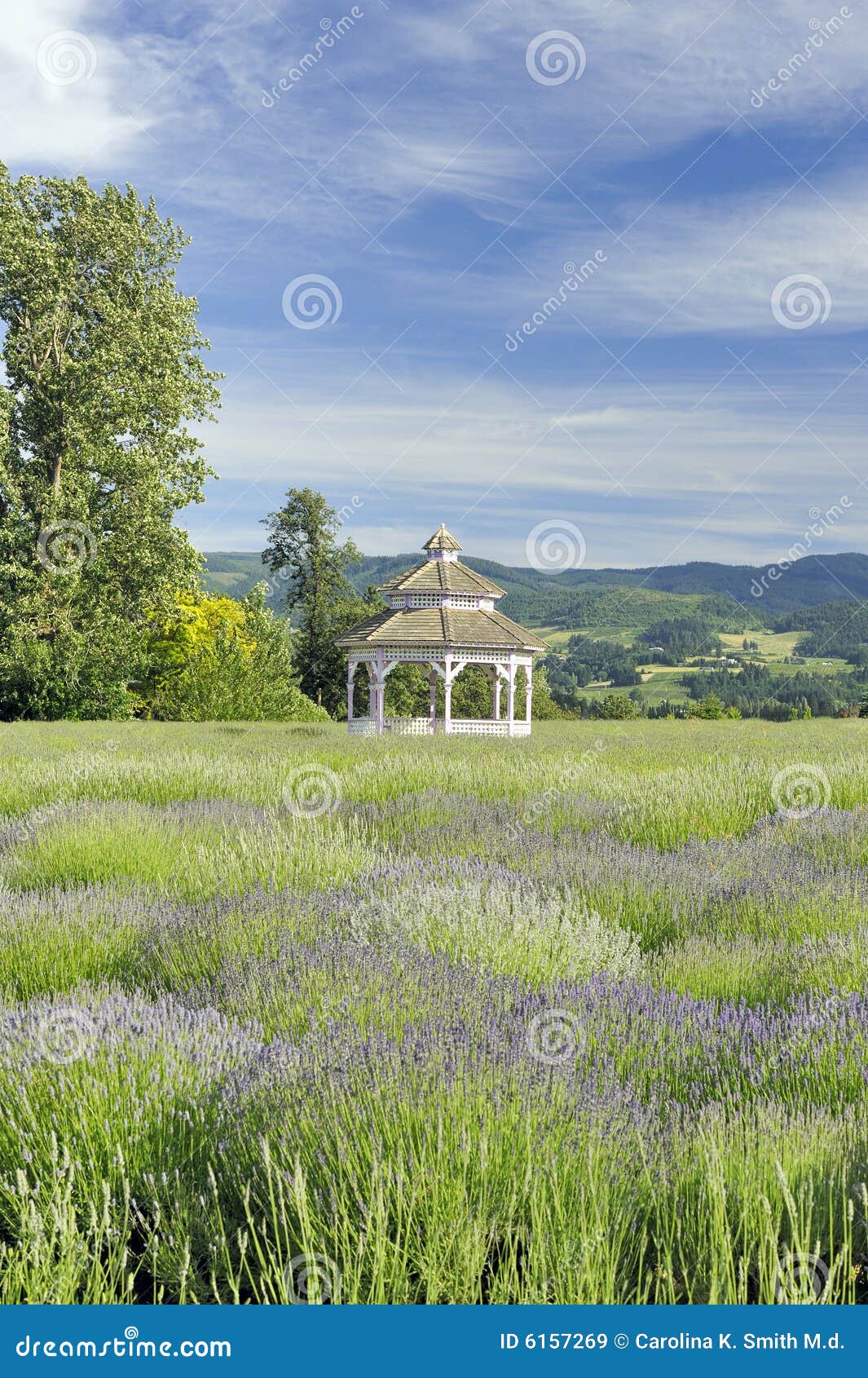 Lavender Farm Gazebo stock image. Image of bloom, field - 6157269