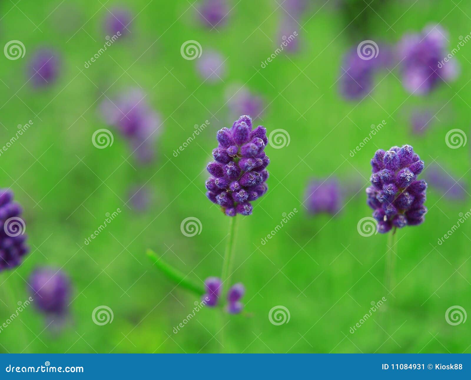 Lavender in farmland stock image. Image of herb, herbal - 11084931