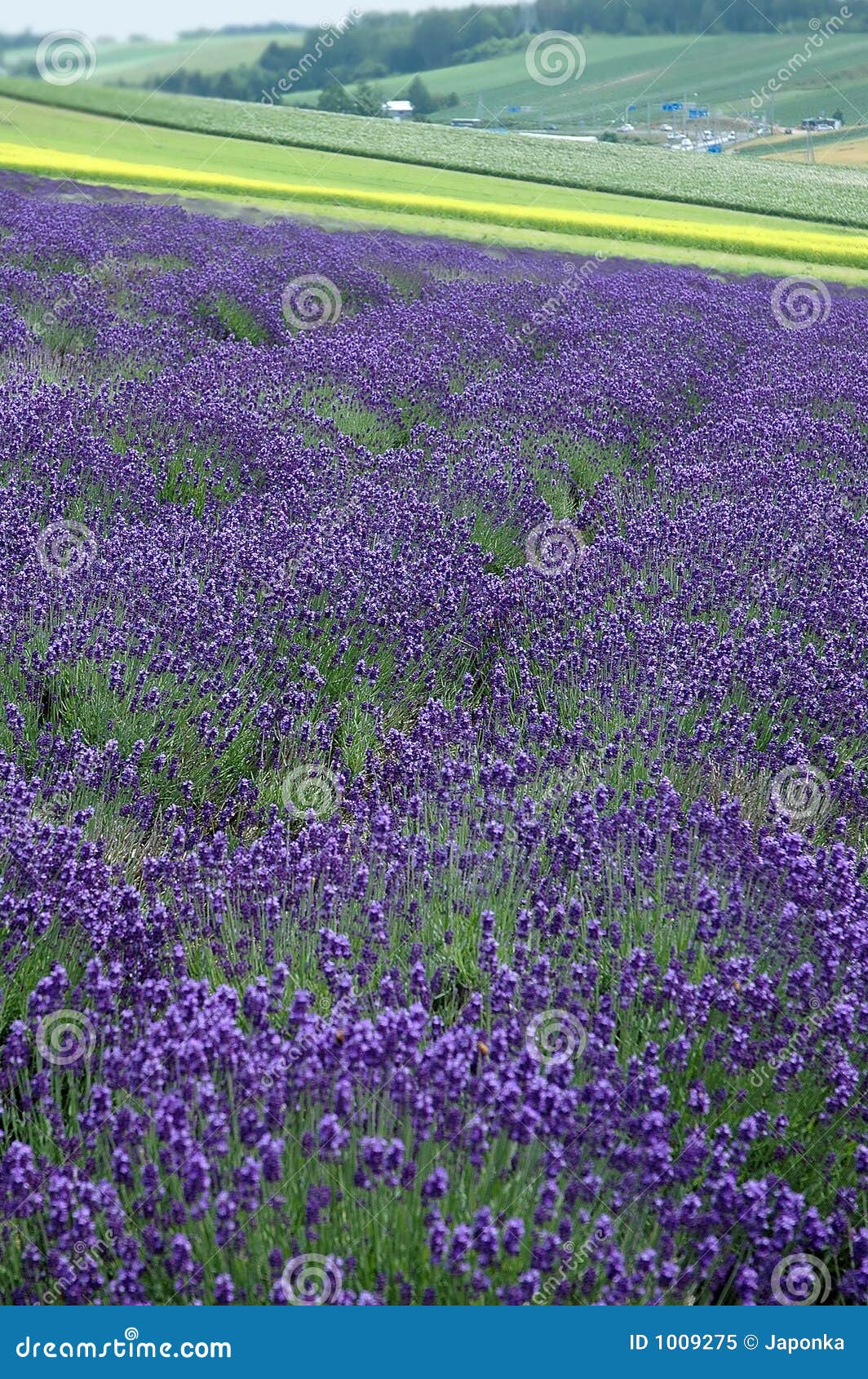 The lavender field stock image. Image of nature, lavender - 1009275