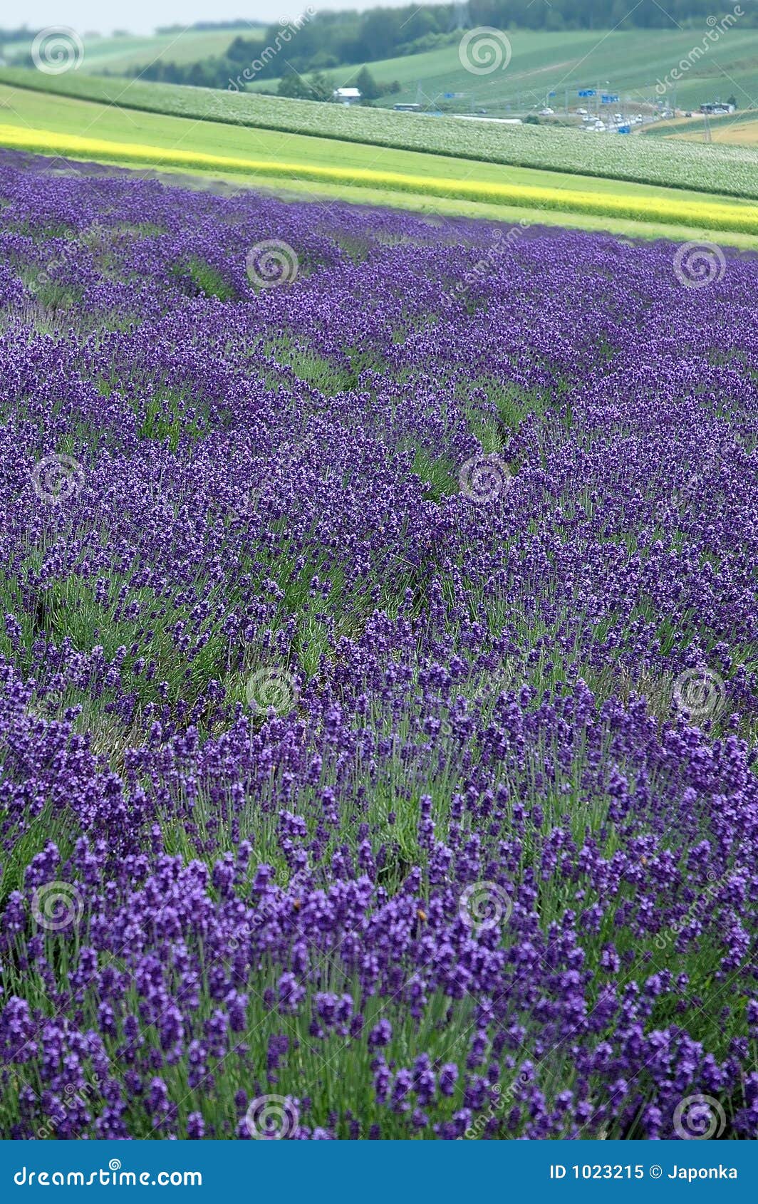 The lavender field stock image. Image of plant, provance - 1023215