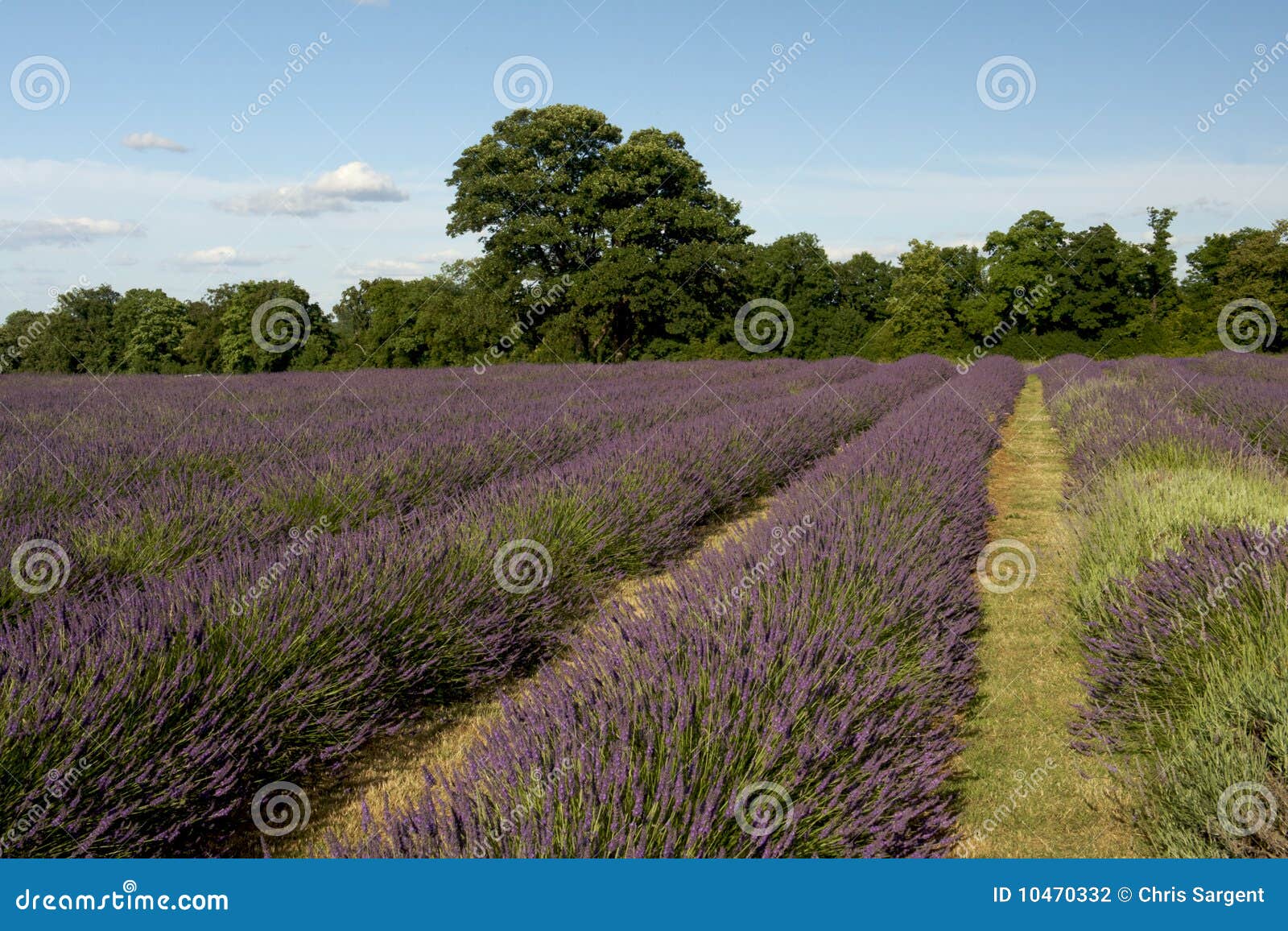 Lavender field stock photo. Image of outdoors, garden - 10470332