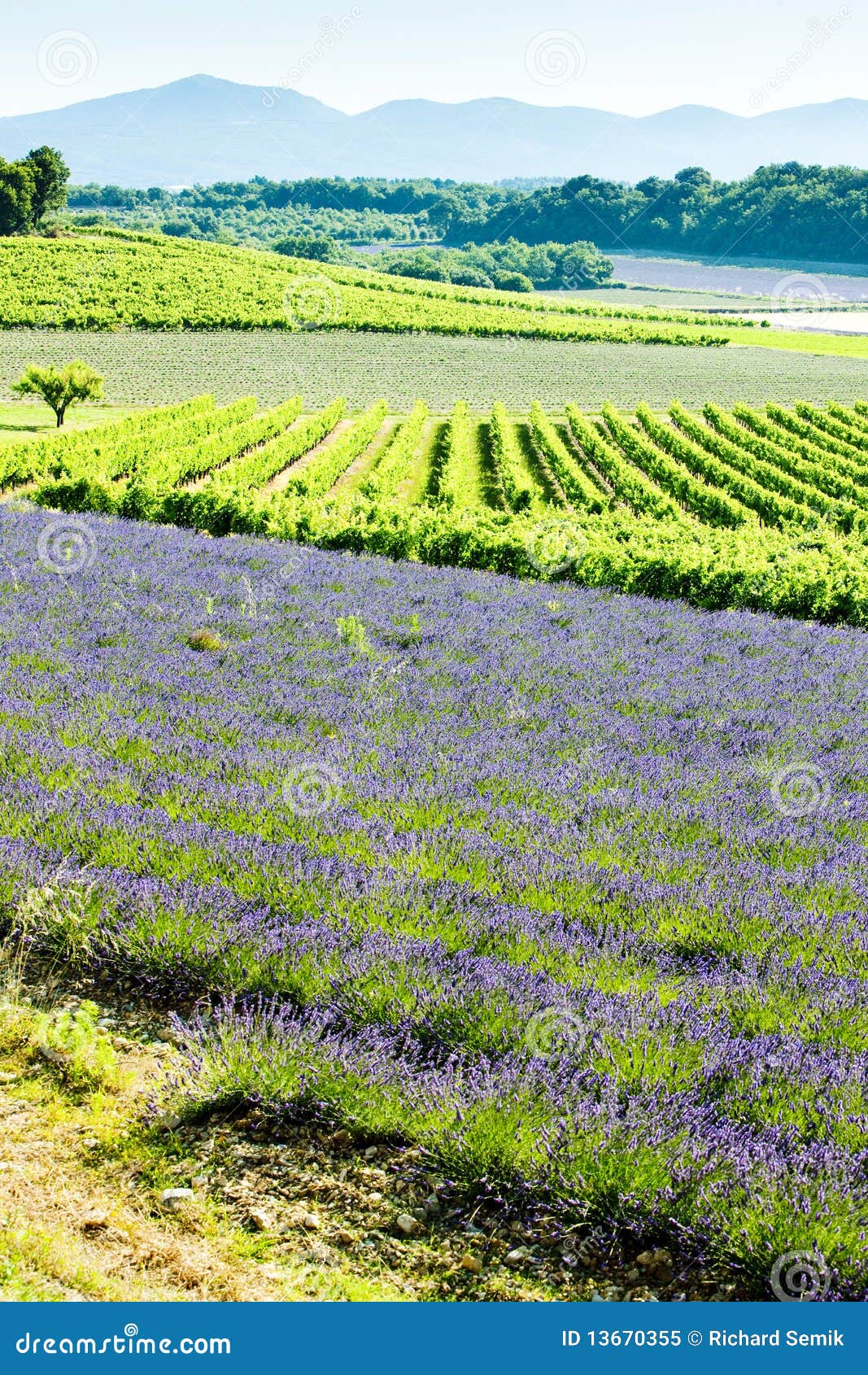 Lavender field stock image. Image of flower, flowers - 13670355