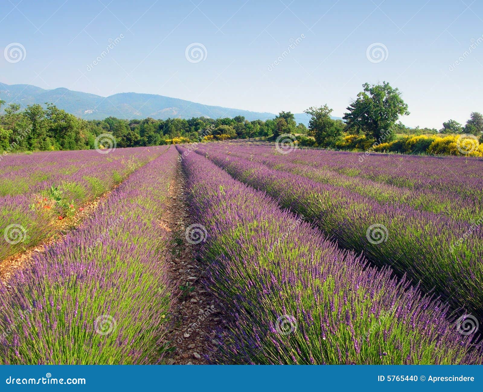 Lavender field stock photo. Image of bloom, farmland, fragrant - 5765440