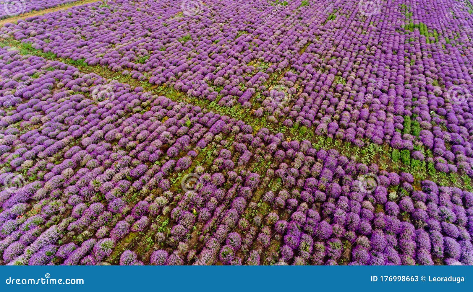 Lavender Field Aerial View. Stock Image - Image of fragrance, nature ...