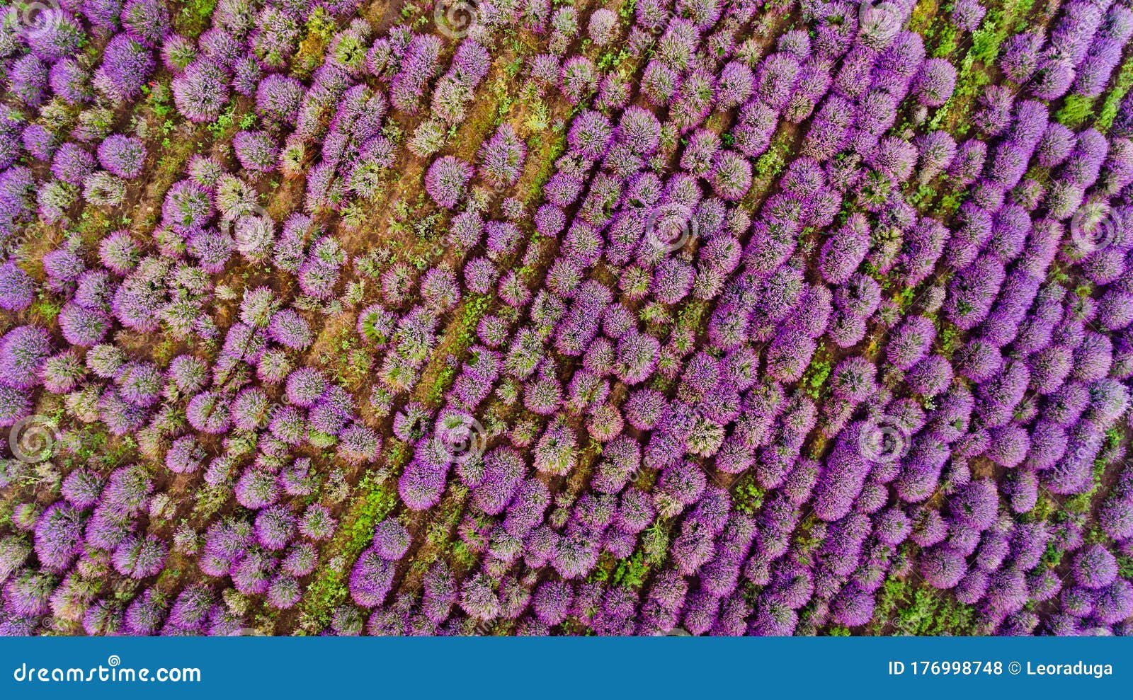 Lavender Field Aerial View. Stock Photo - Image of purple, herb: 176998748