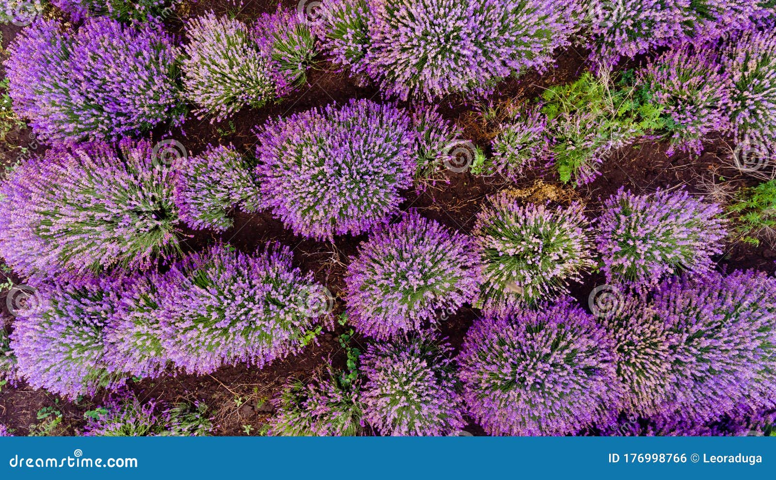 Lavender Field Aerial View. Stock Photo - Image of countryside, garden ...