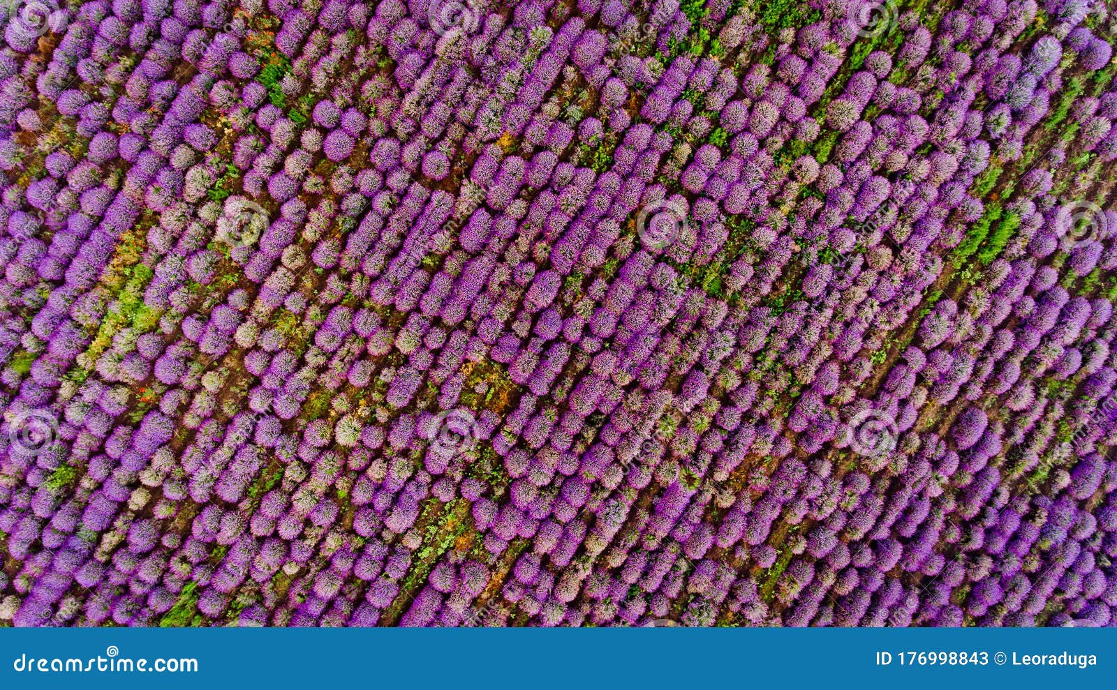 Lavender Field Aerial View. Stock Image - Image of beauty, nature ...