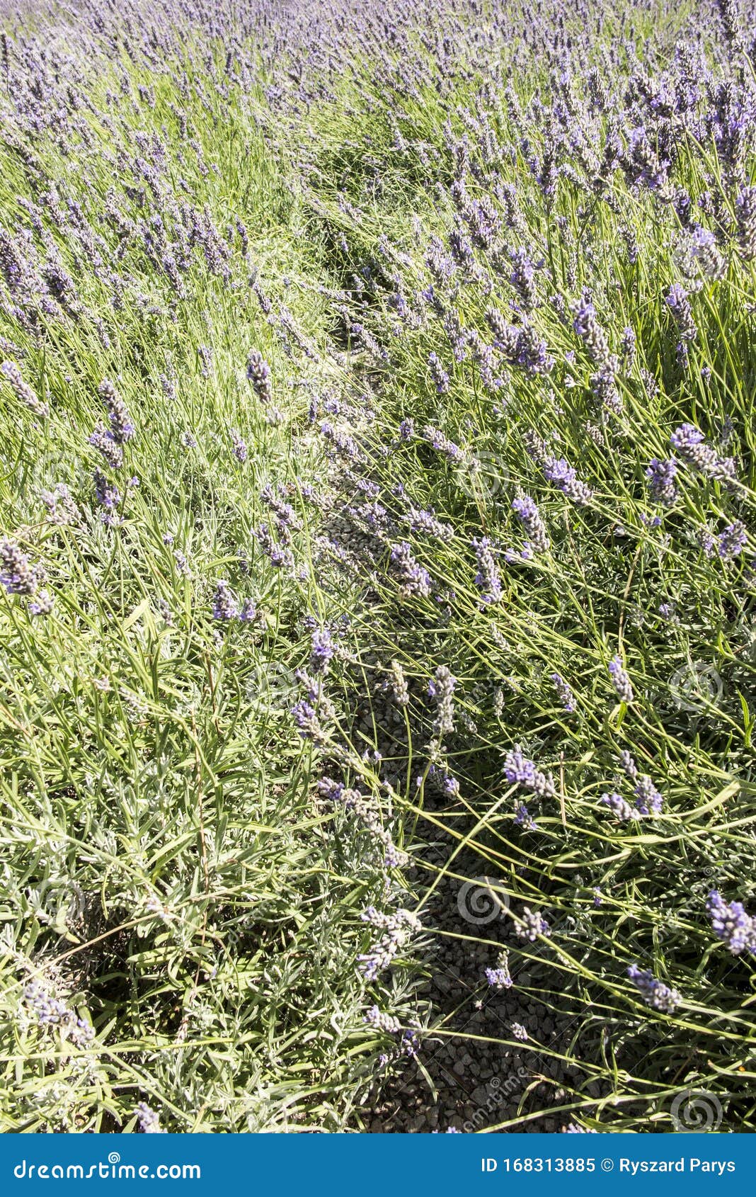 Lavender Field in Avignon, France Stock Image - Image of perfume, plant ...