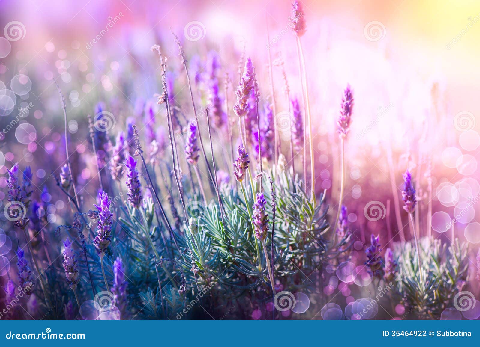 Lavender stock photo. Image of desktops, border, health - 35464922