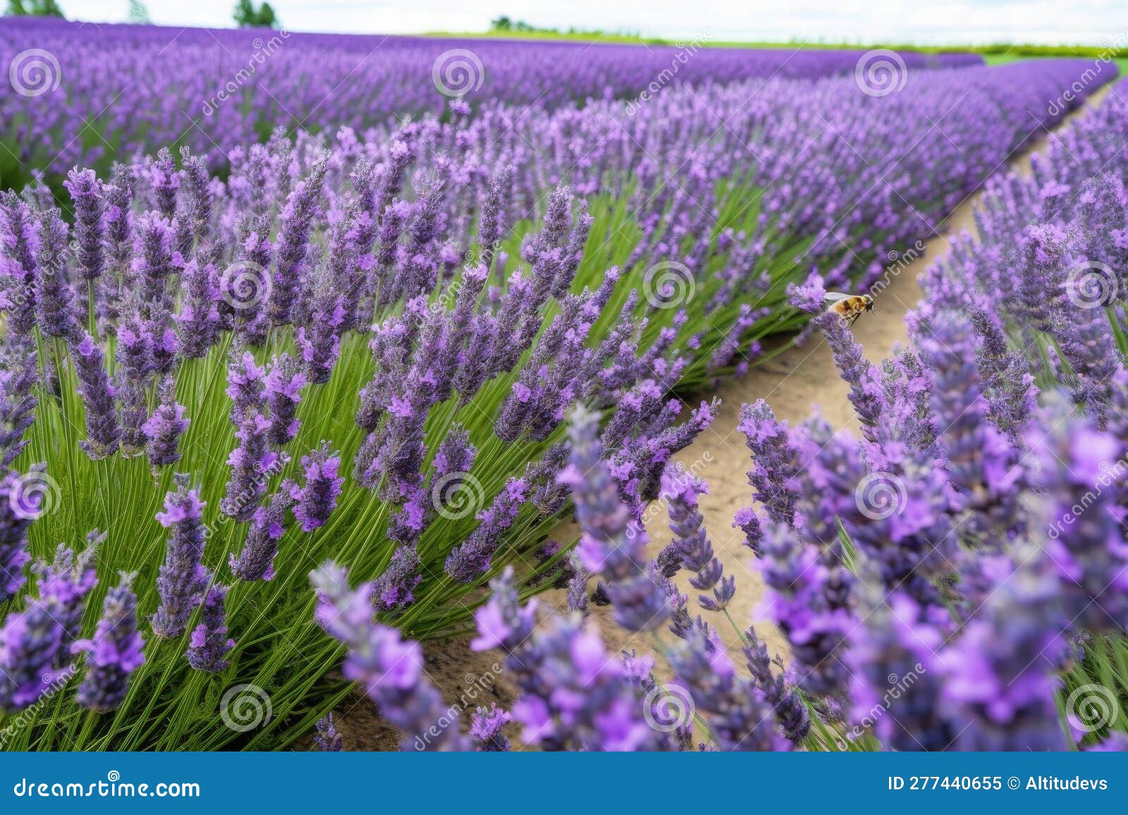 Lavender Field in Full Bloom, with Bees Buzzing among the Flowers Stock ...