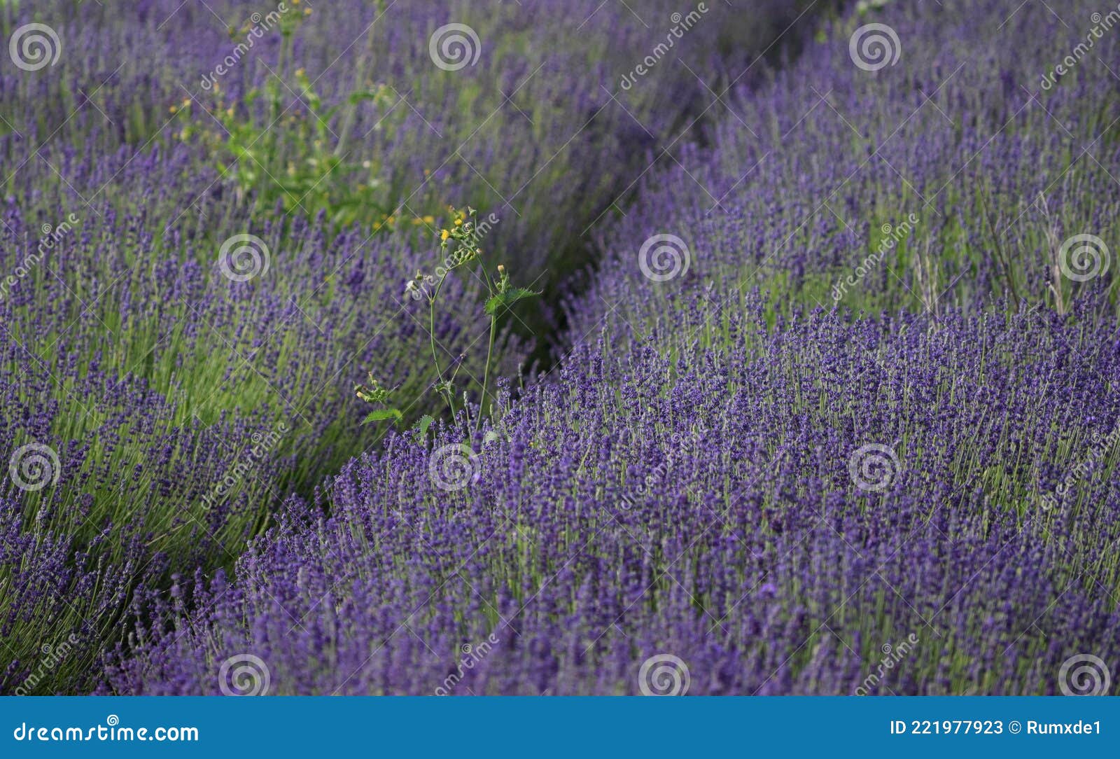 Lavender Field with Goose Thistle Stock Image - Image of angustifolia ...