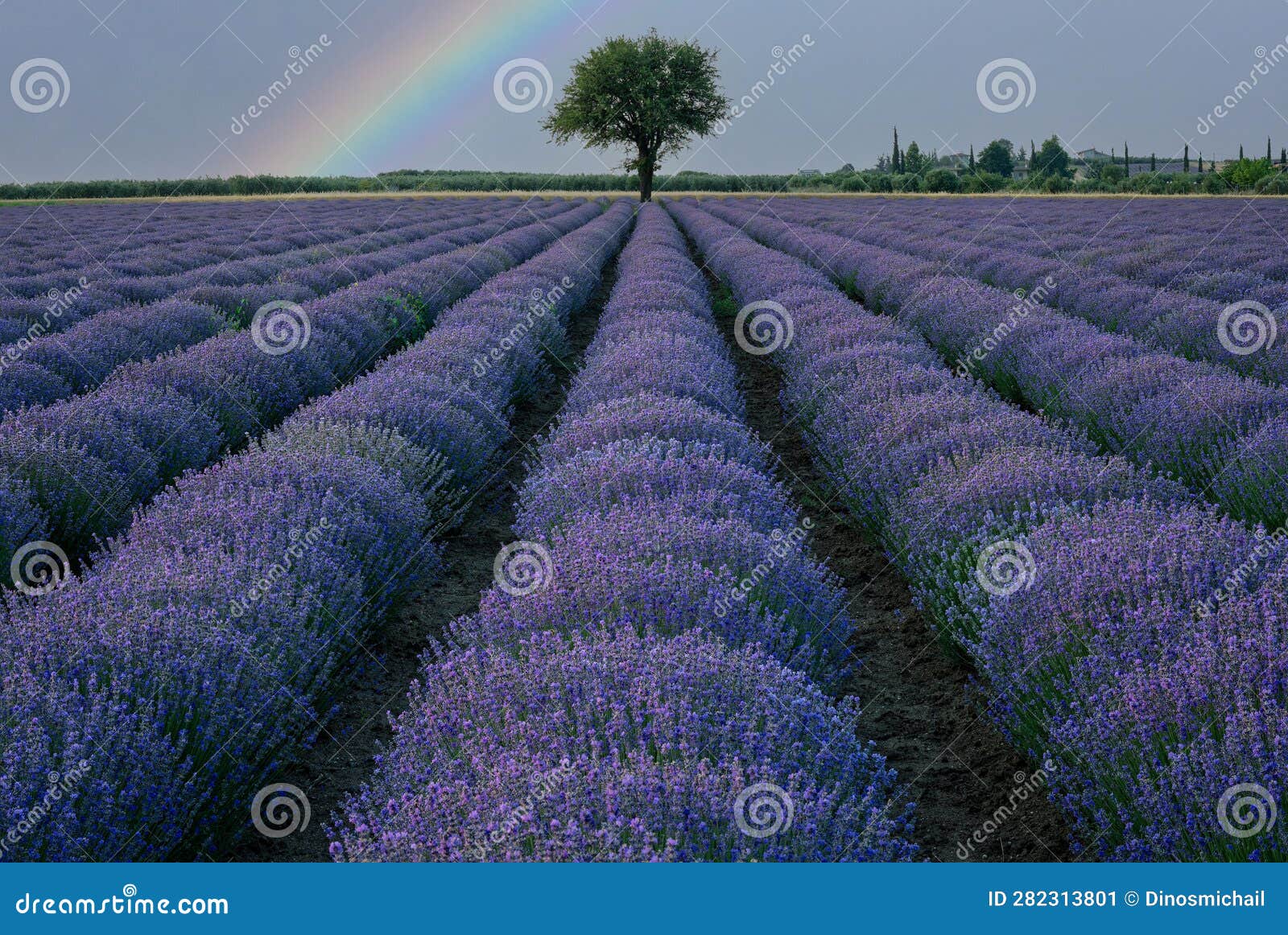 Lavender field in Greece stock image. Image of greece - 282313801