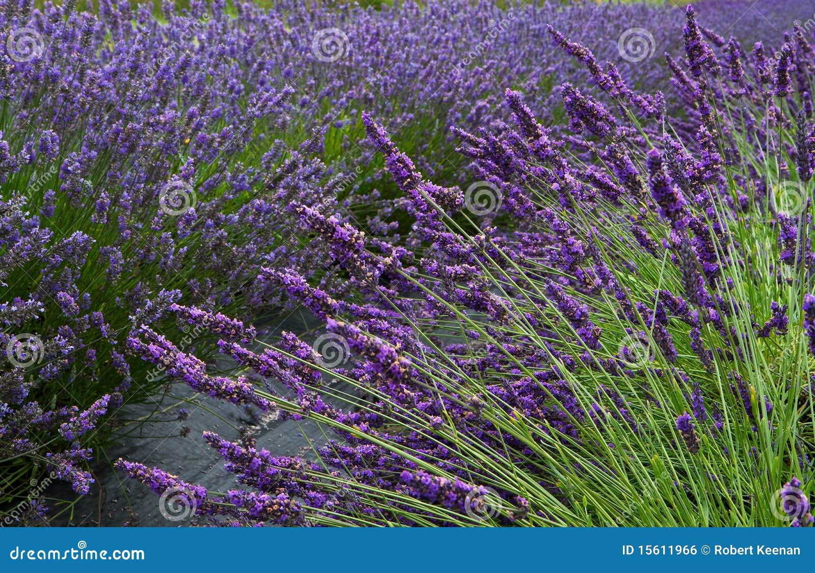 Lavender Field Horizontal Near Stock Photo - Image of england, france ...