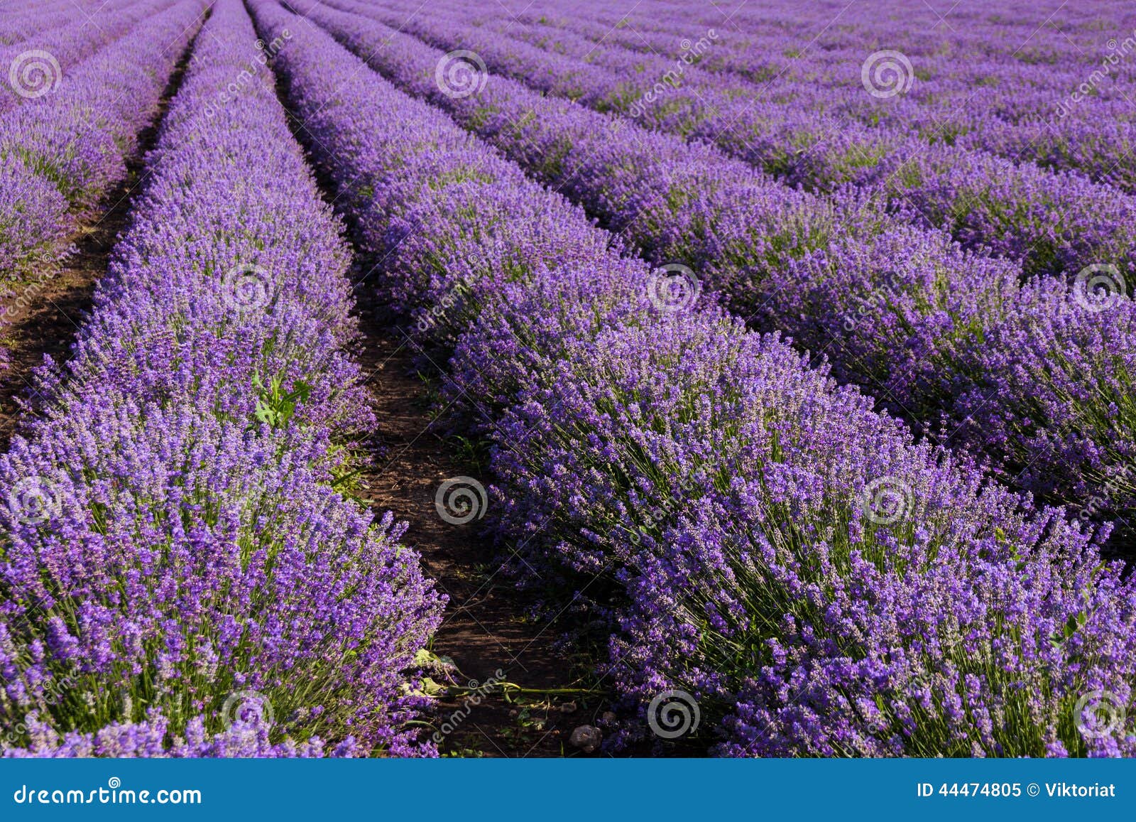 Lavender field stock image. Image of colorful, colour - 44474805
