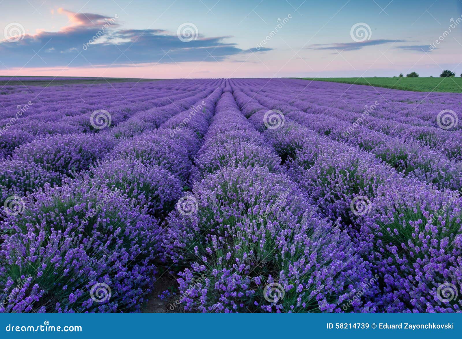 Lavender field stock image. Image of landscape, evening - 58214739