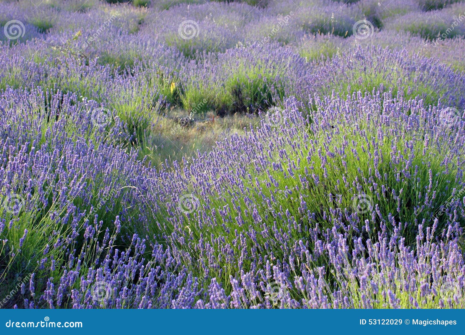 Lavender Field on a Mediterranean Wind Stock Image - Image of hill ...