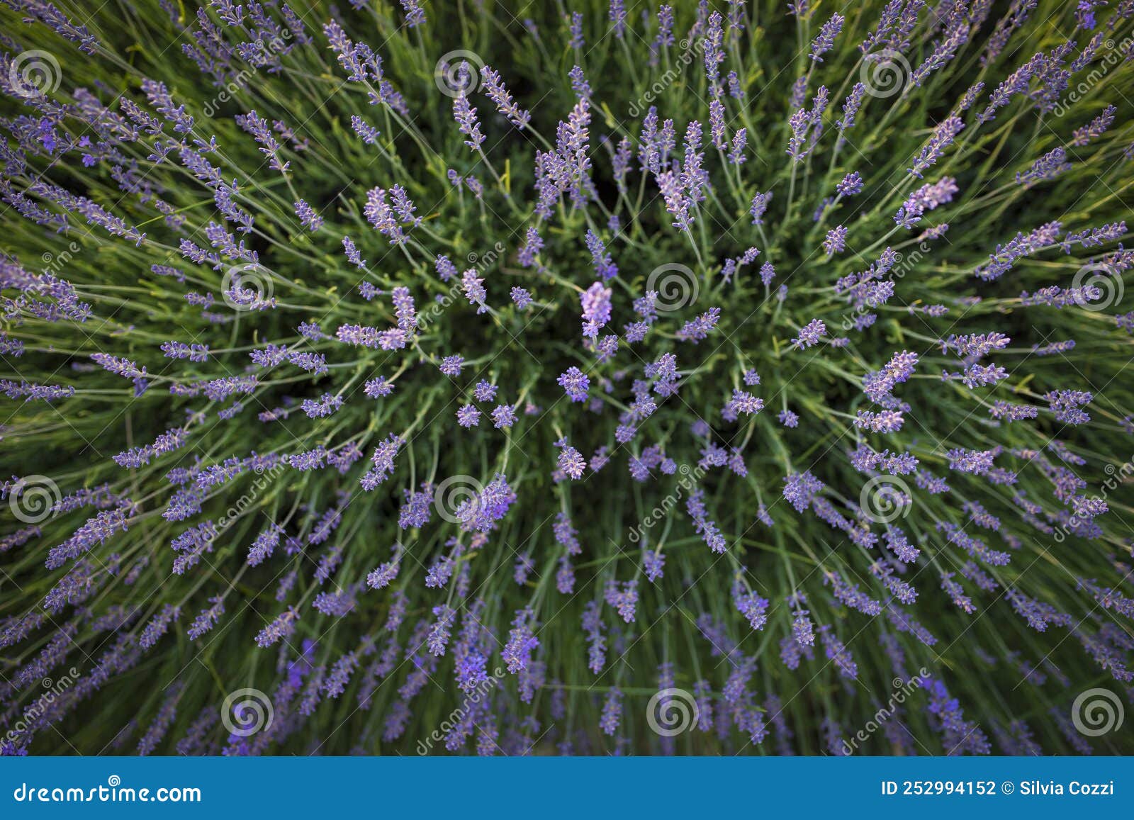 Lavender Field Pattern, Top View. Lavender Flowers Background Stock ...