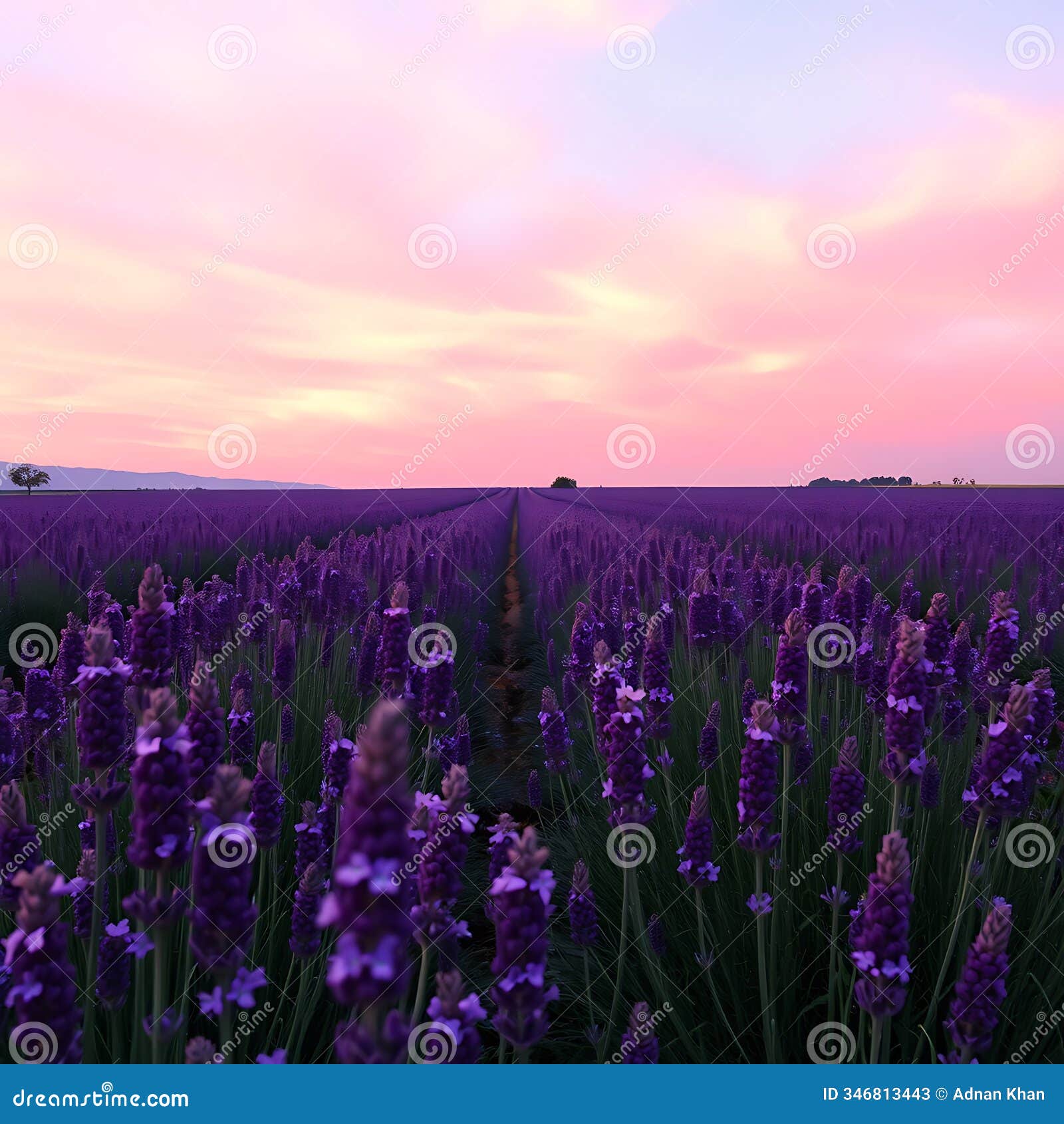 Lavender Field with Pink Morning Sky Stock Illustration - Illustration of colors, bloom: 346813443