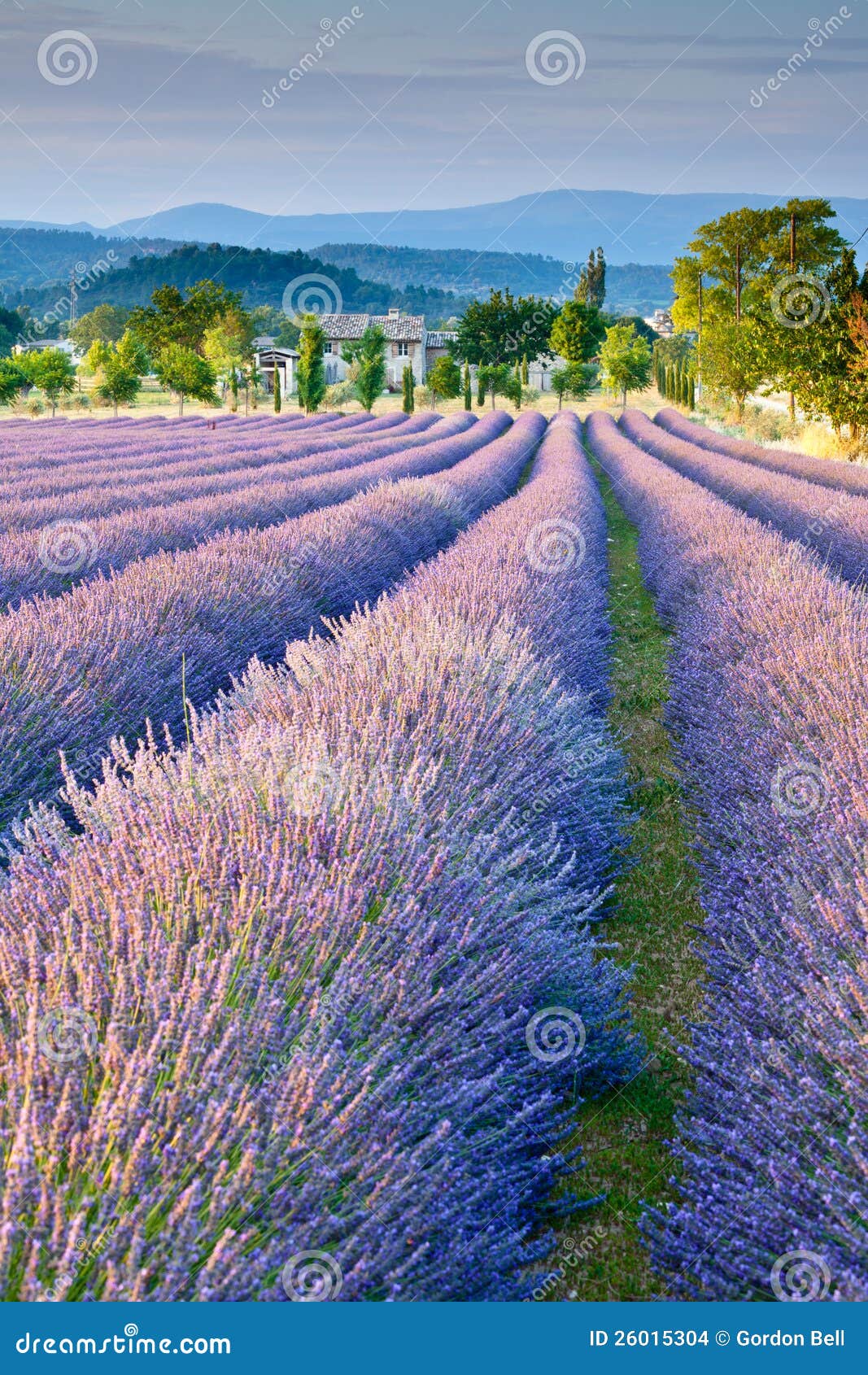 Lavender field in Provence stock photo. Image of road - 26015304