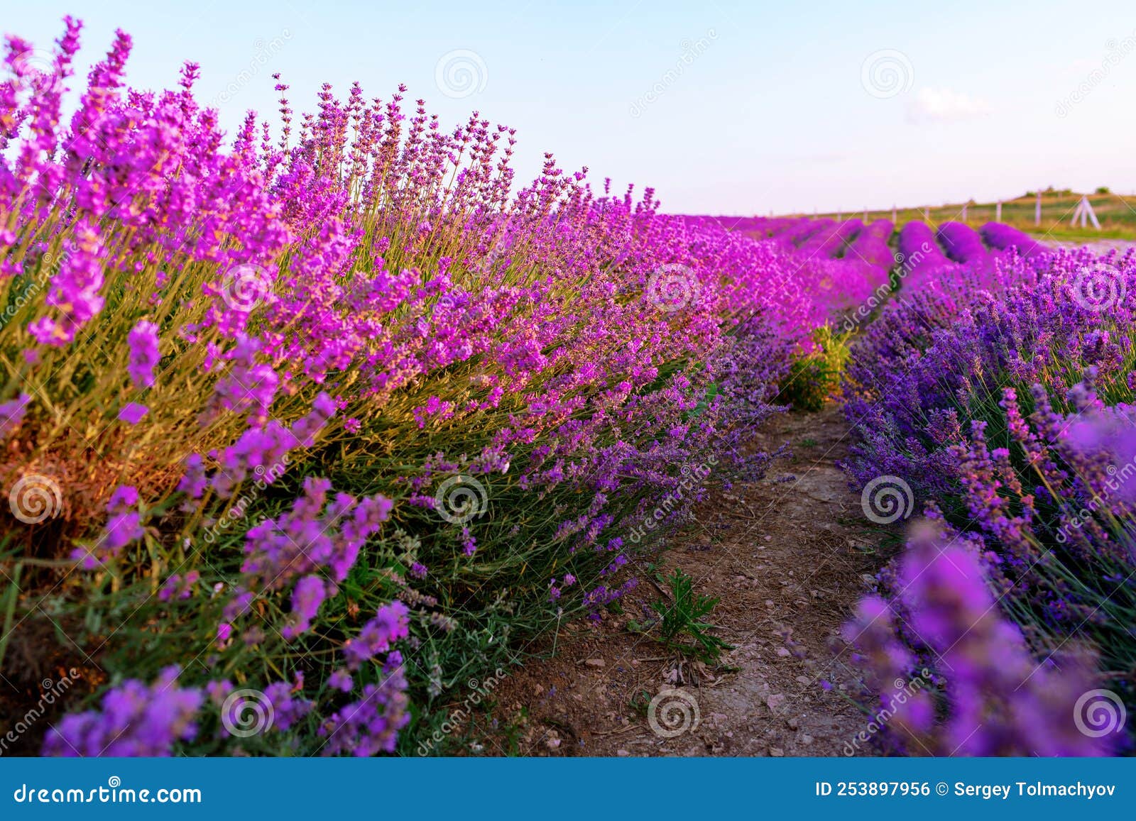 Lavender Field Rows in Summer on Sunset Stock Photo - Image of blossom ...