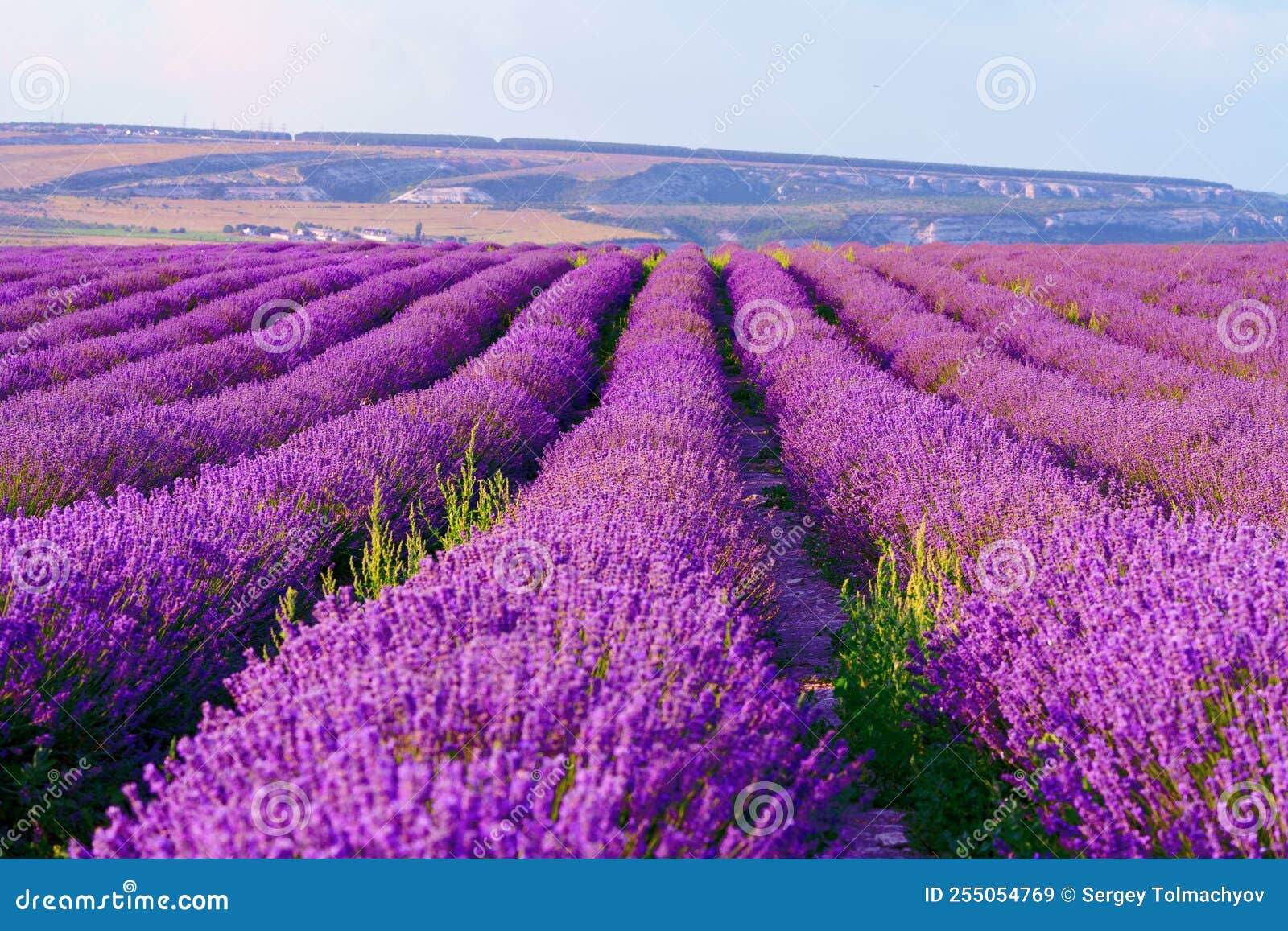 Lavender Field Rows in Summer on Sunset Stock Image - Image of color ...