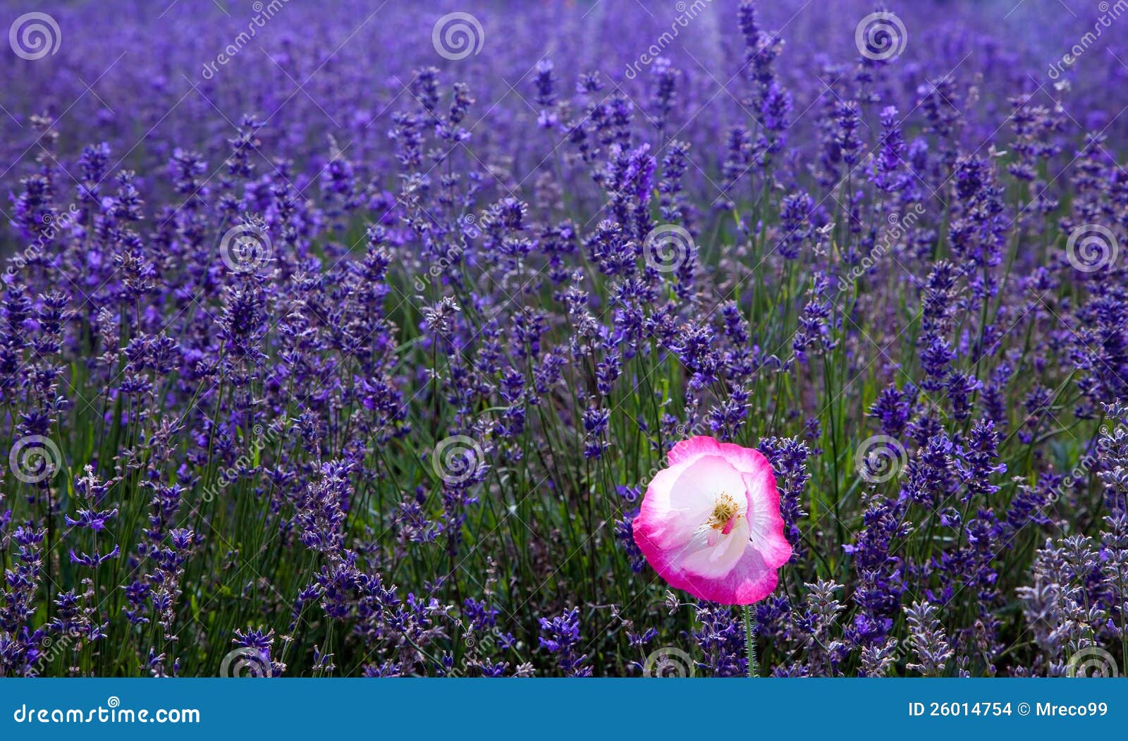 Lavender Field with Single Pink Poppy Stock Photo - Image of bloom ...