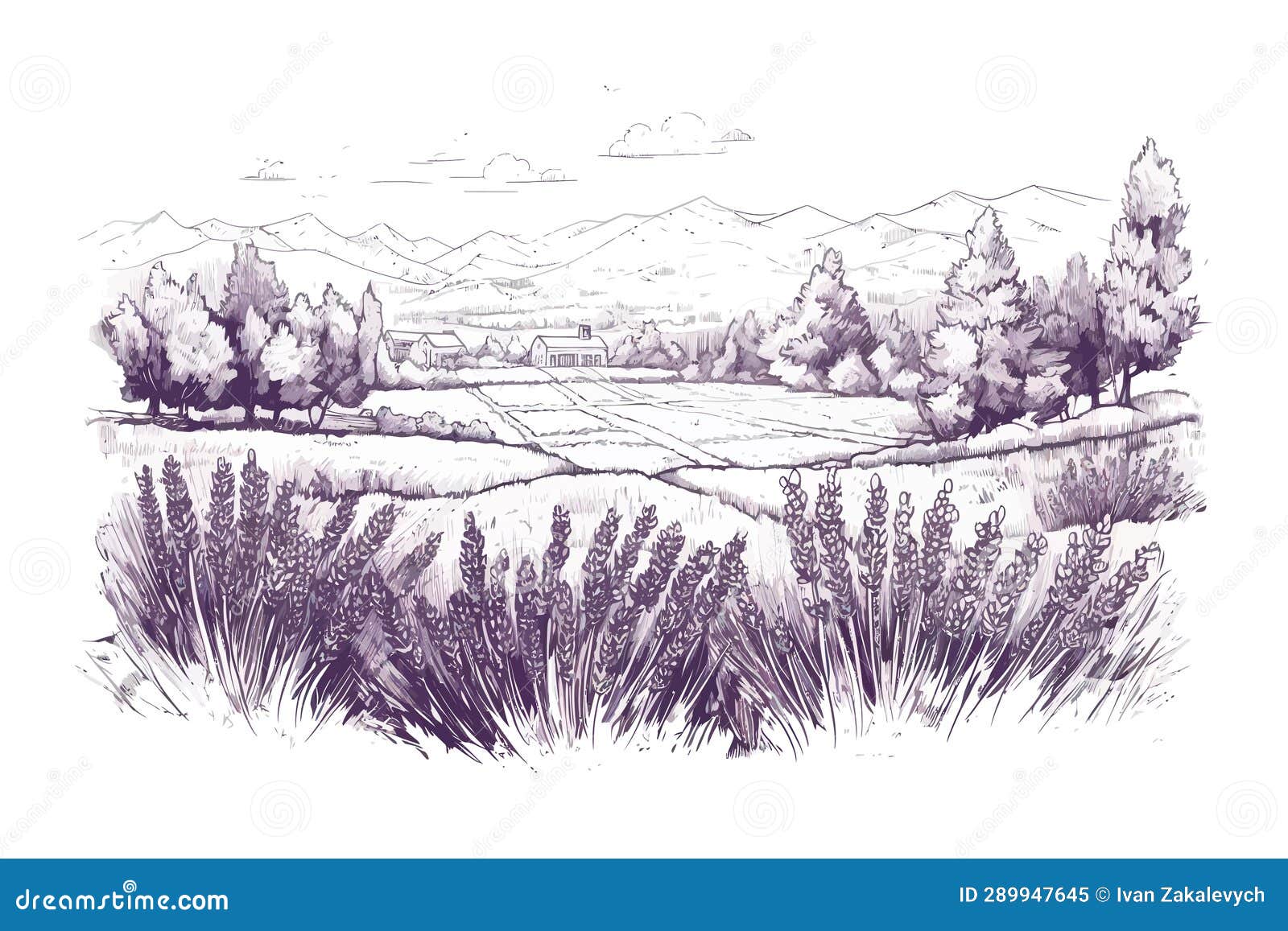 Lavender Field Sketch Hand Drawn. Vector Illustration Design Stock ...