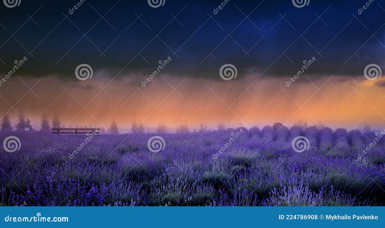 Lavender Field, Storm Clouds and Summer Rain, Evening Landscape. Stock ...