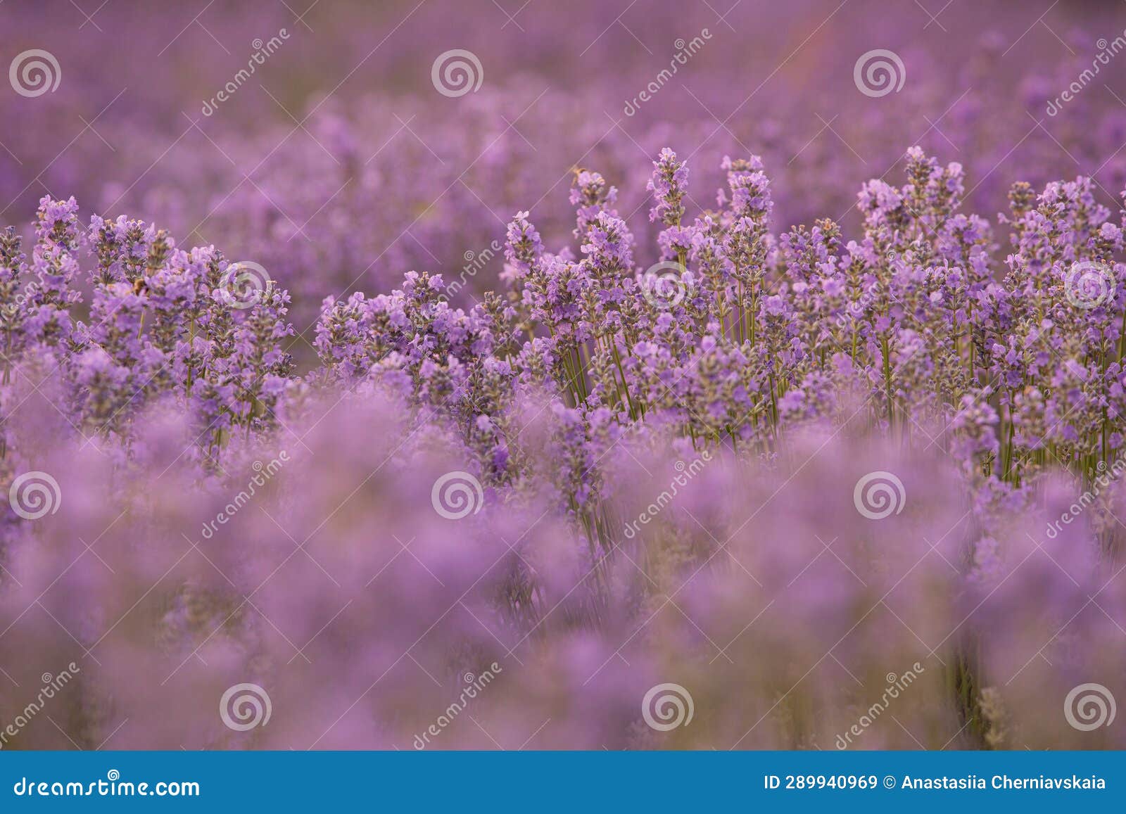 Lavender Field in Summer. Sunset Over a Lavender Meadow in Greece Stock ...