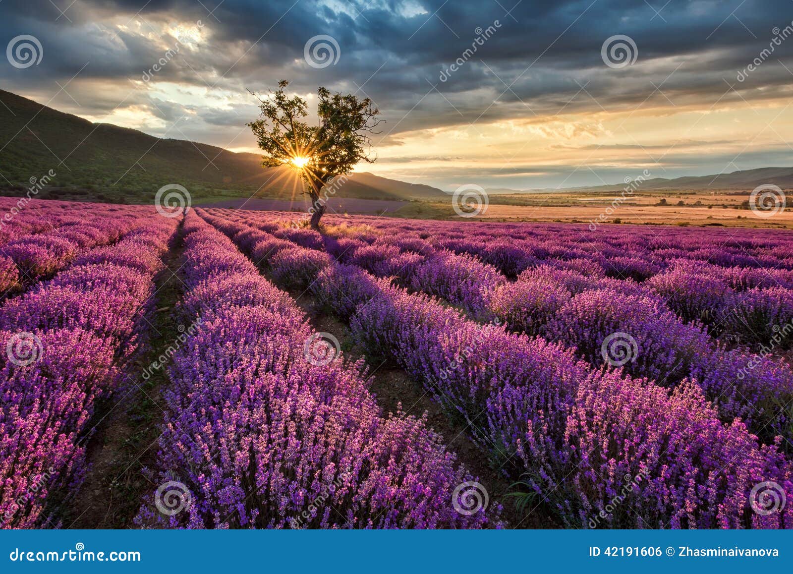 Lavender field at sunrise stock photo. Image of agriculture - 42191606