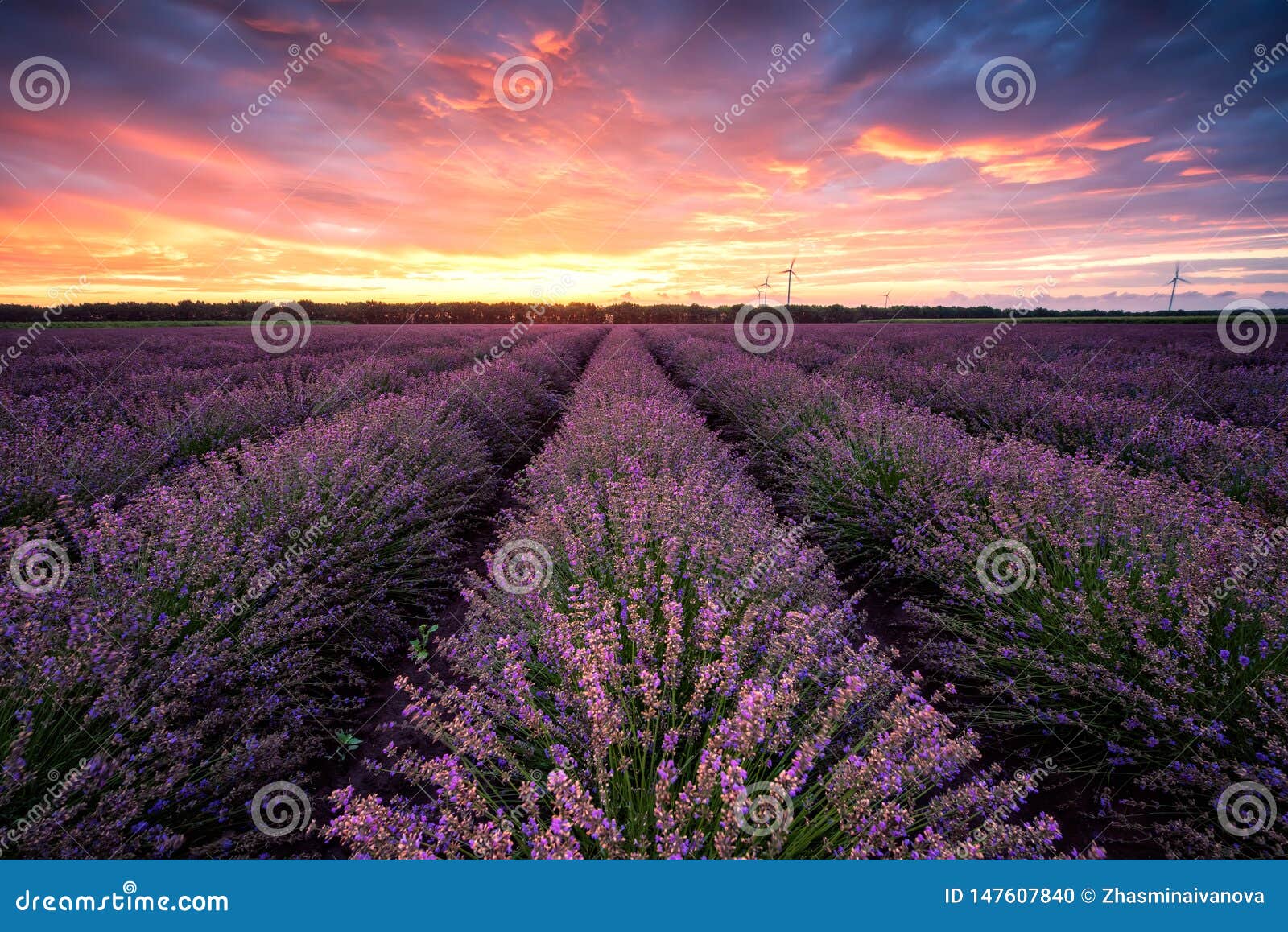 Lavender field at sunrise stock photo. Image of sunset - 147607840