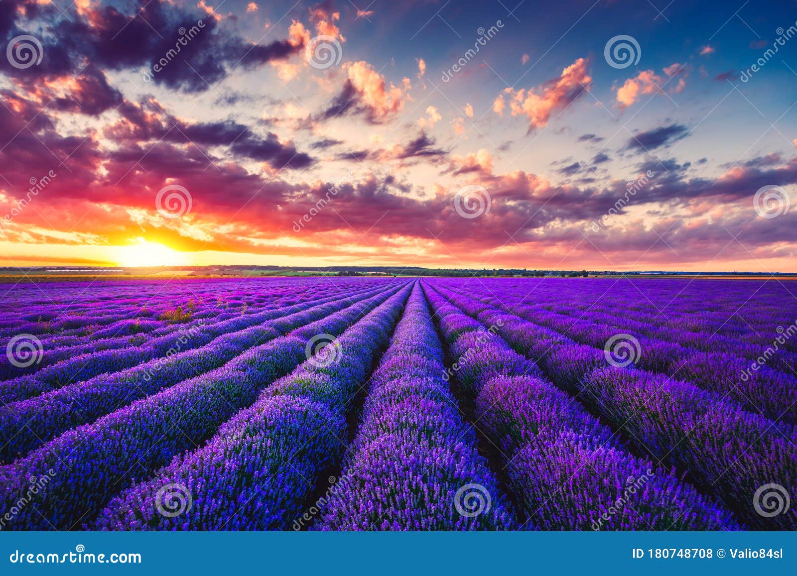 Lavender Field at Sunset with Beautiful Cloudscape Stock Photo - Image ...