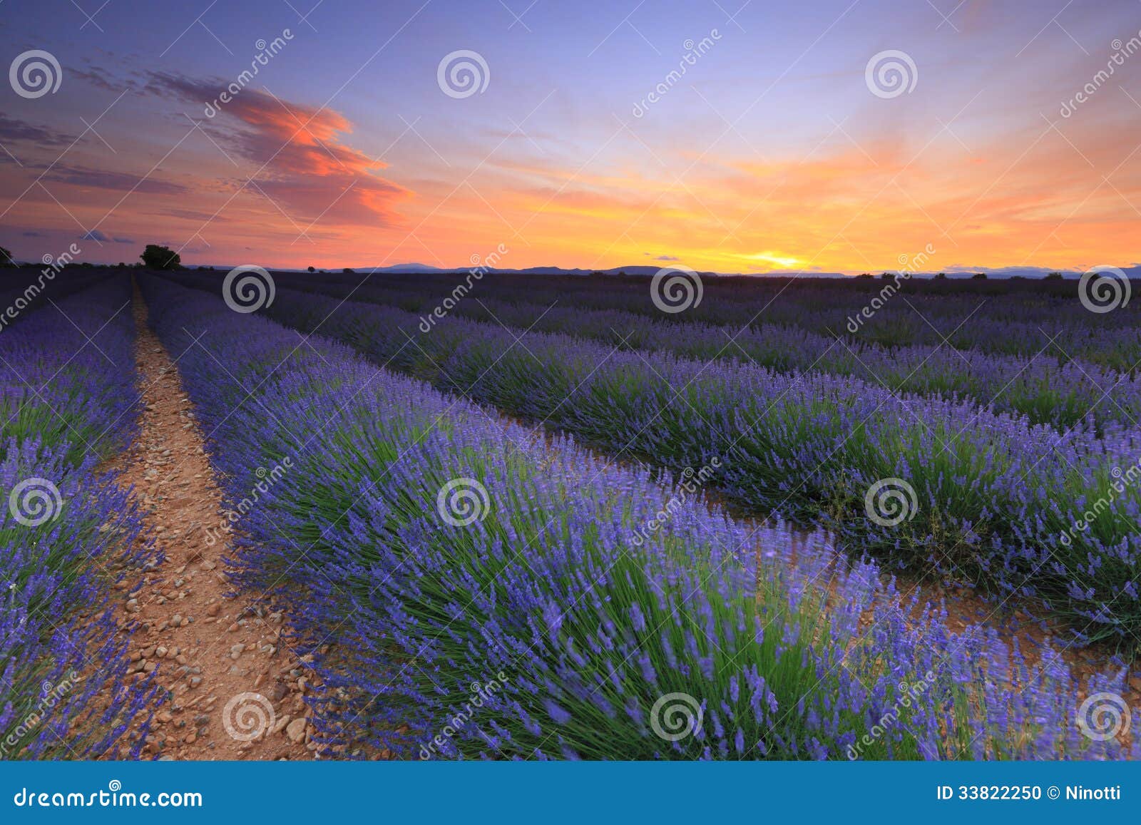 Lavender field sunset stock photo. Image of colorful - 33822250