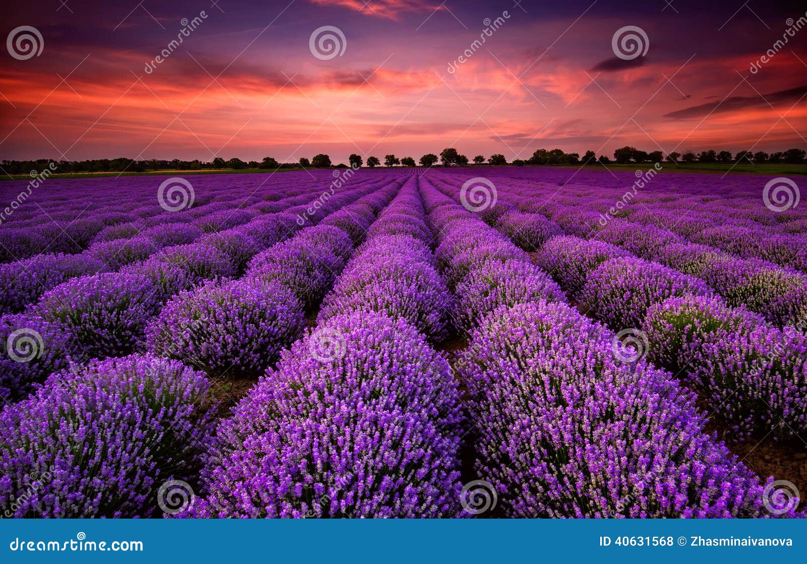 Lavender field at sunset stock photo. Image of flower - 40631568