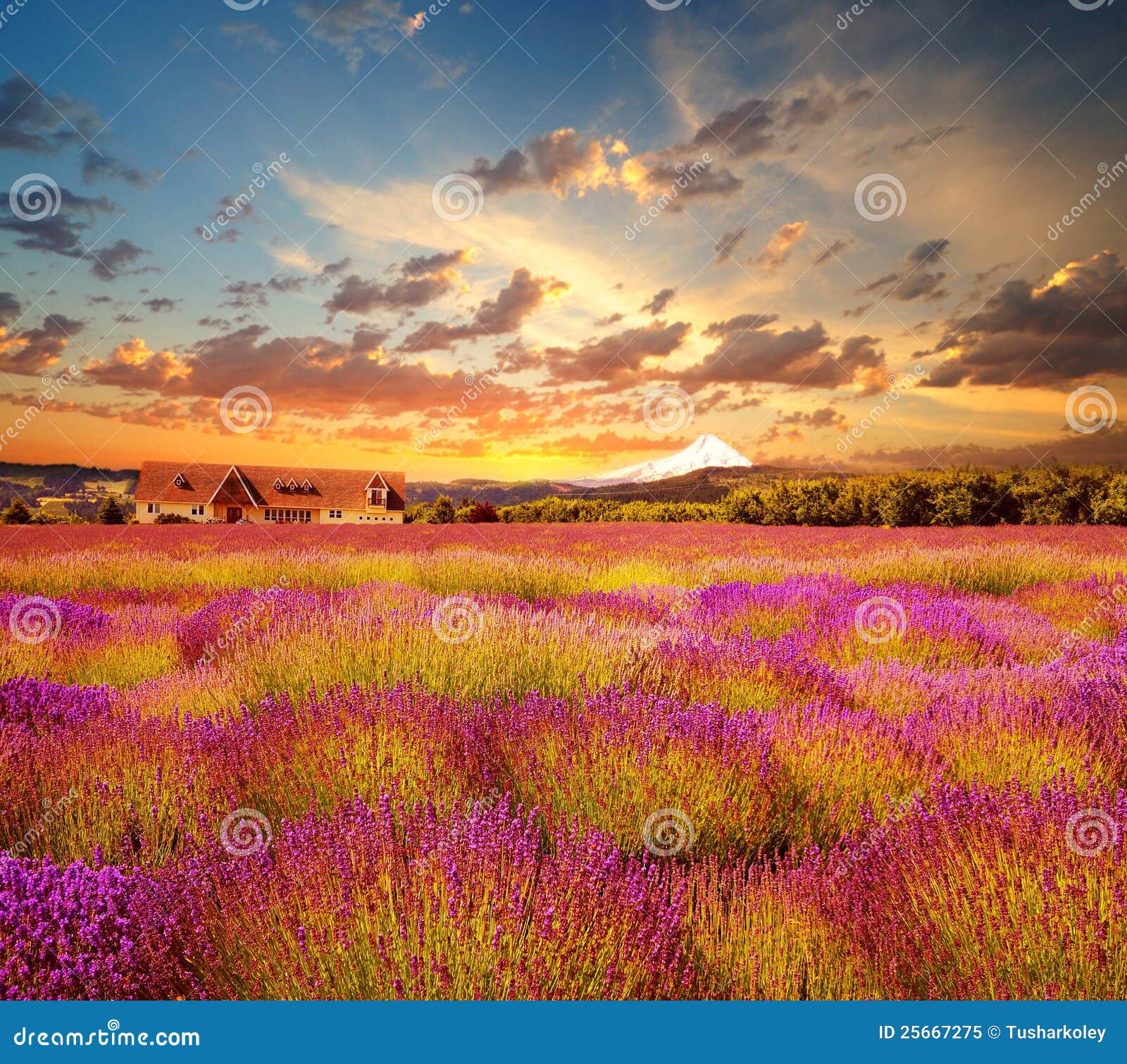 Lavender Field at Sunset Time Stock Image - Image of farm, field: 25667275