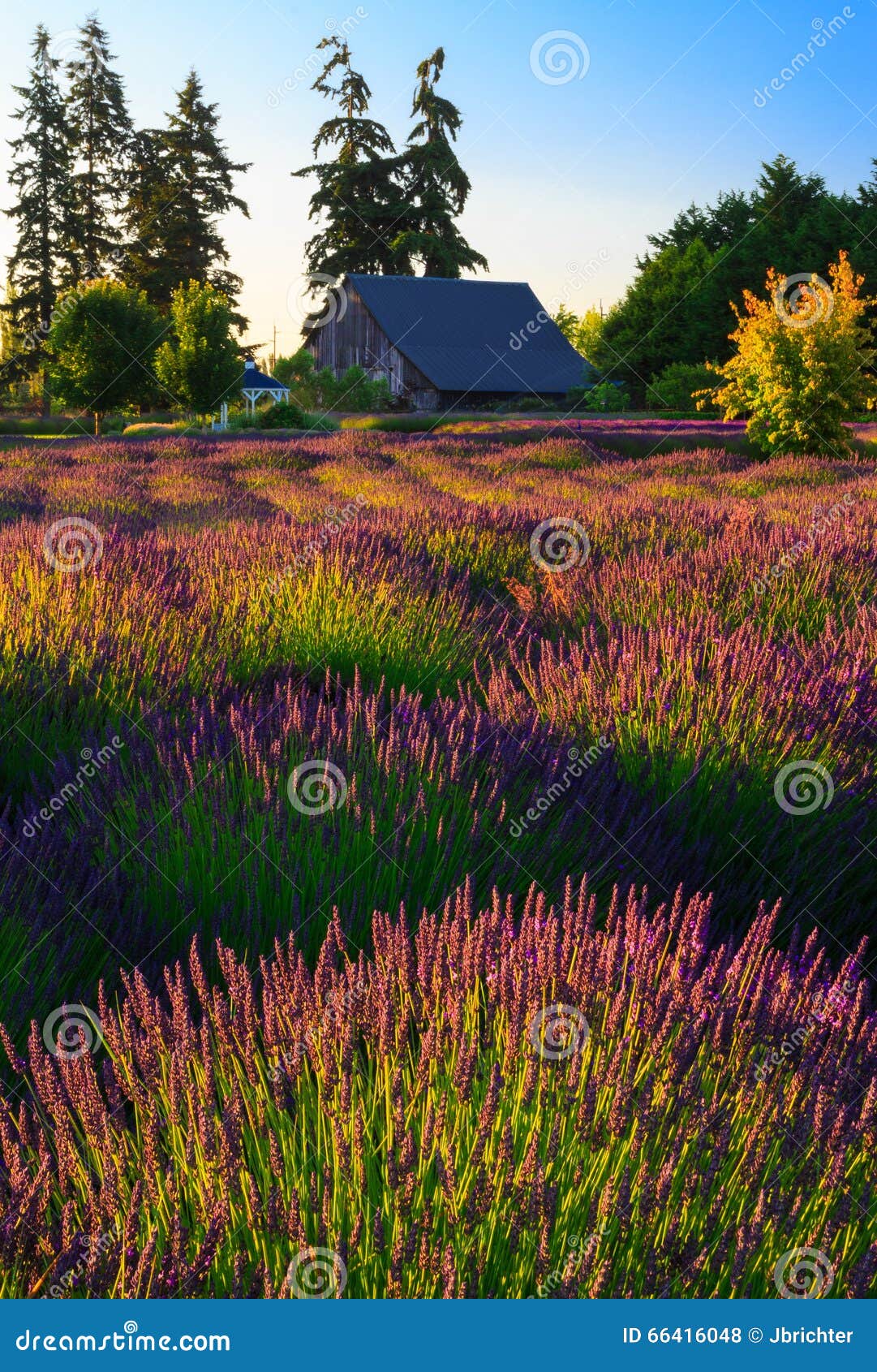 Lavender Field, Washington State Stock Photo - Image of summer ...