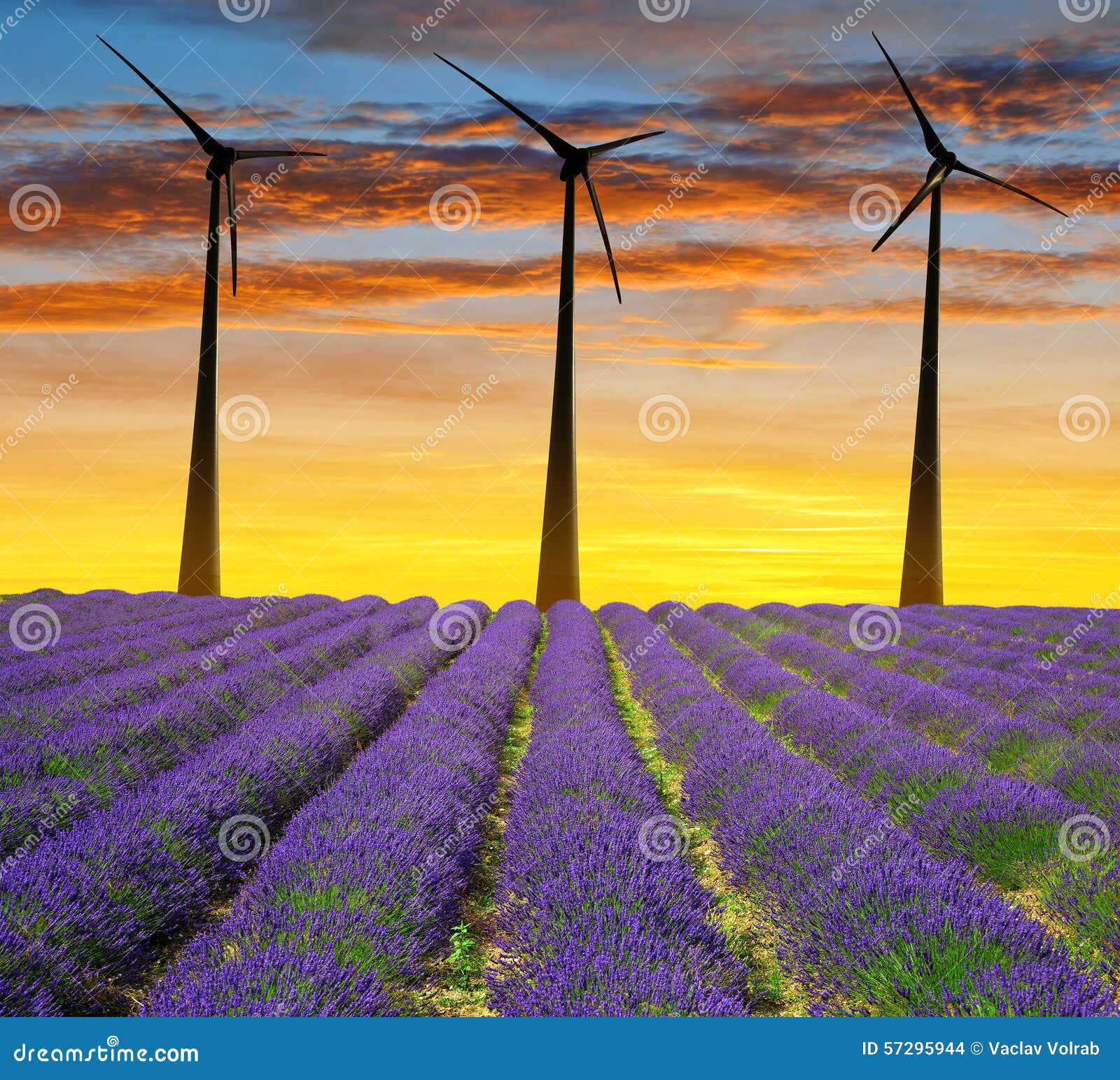 Lavender Field with Wind Turbines Stock Photo - Image of beauty, energy ...